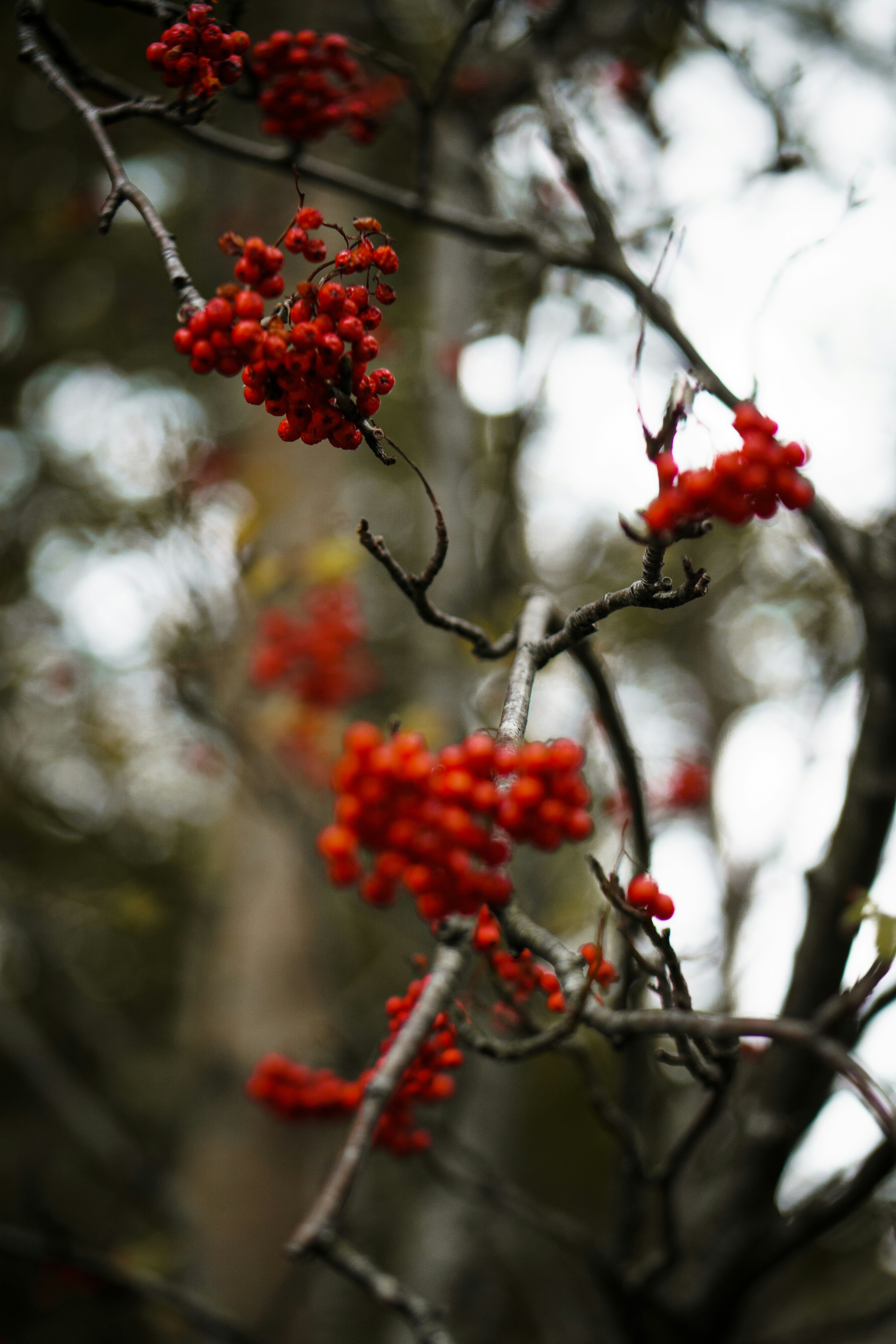 November Gift - by Juniper - The Mythoanimist Path