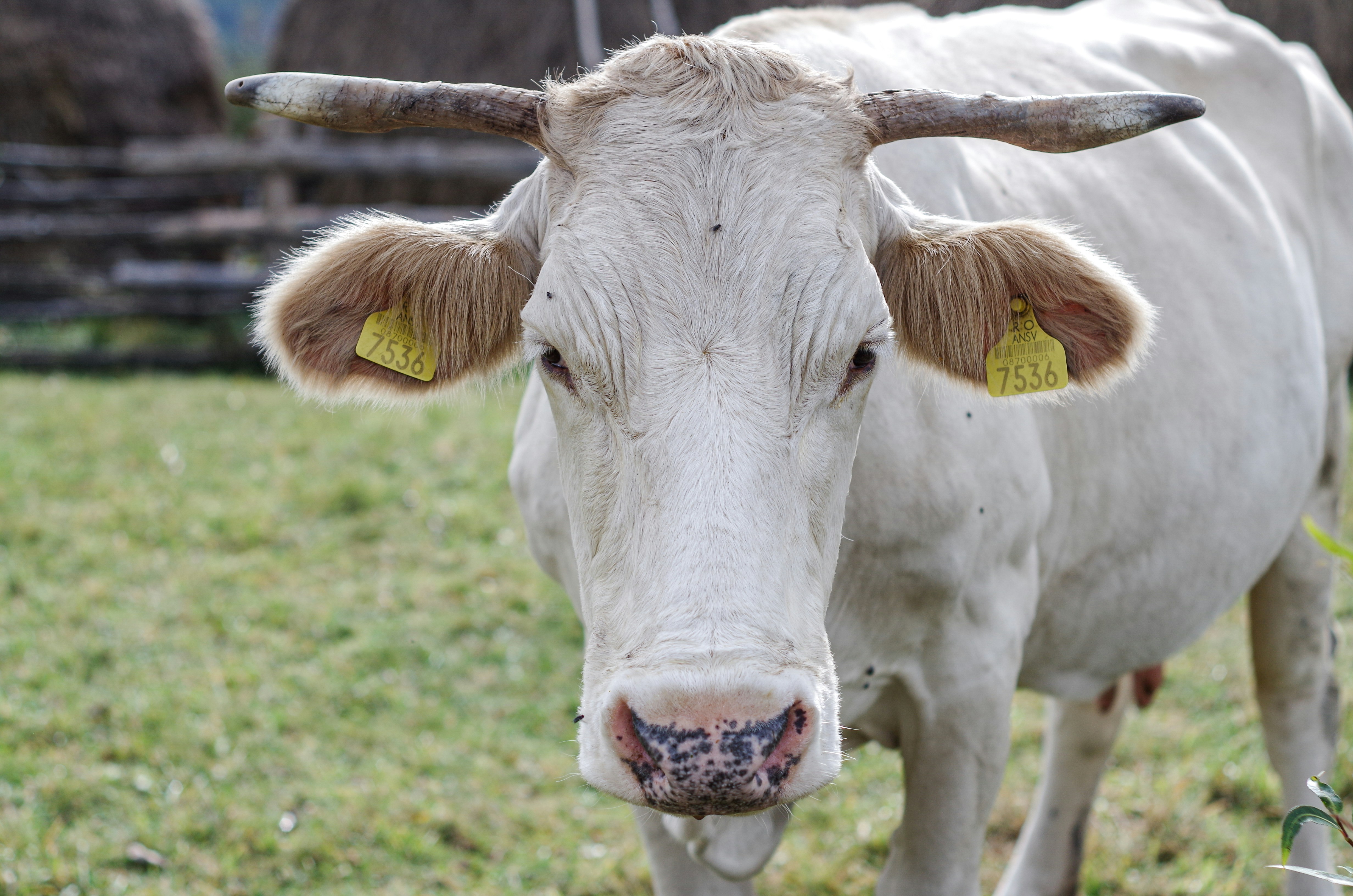 White Cow Pictures | Download Free Images on Unsplash