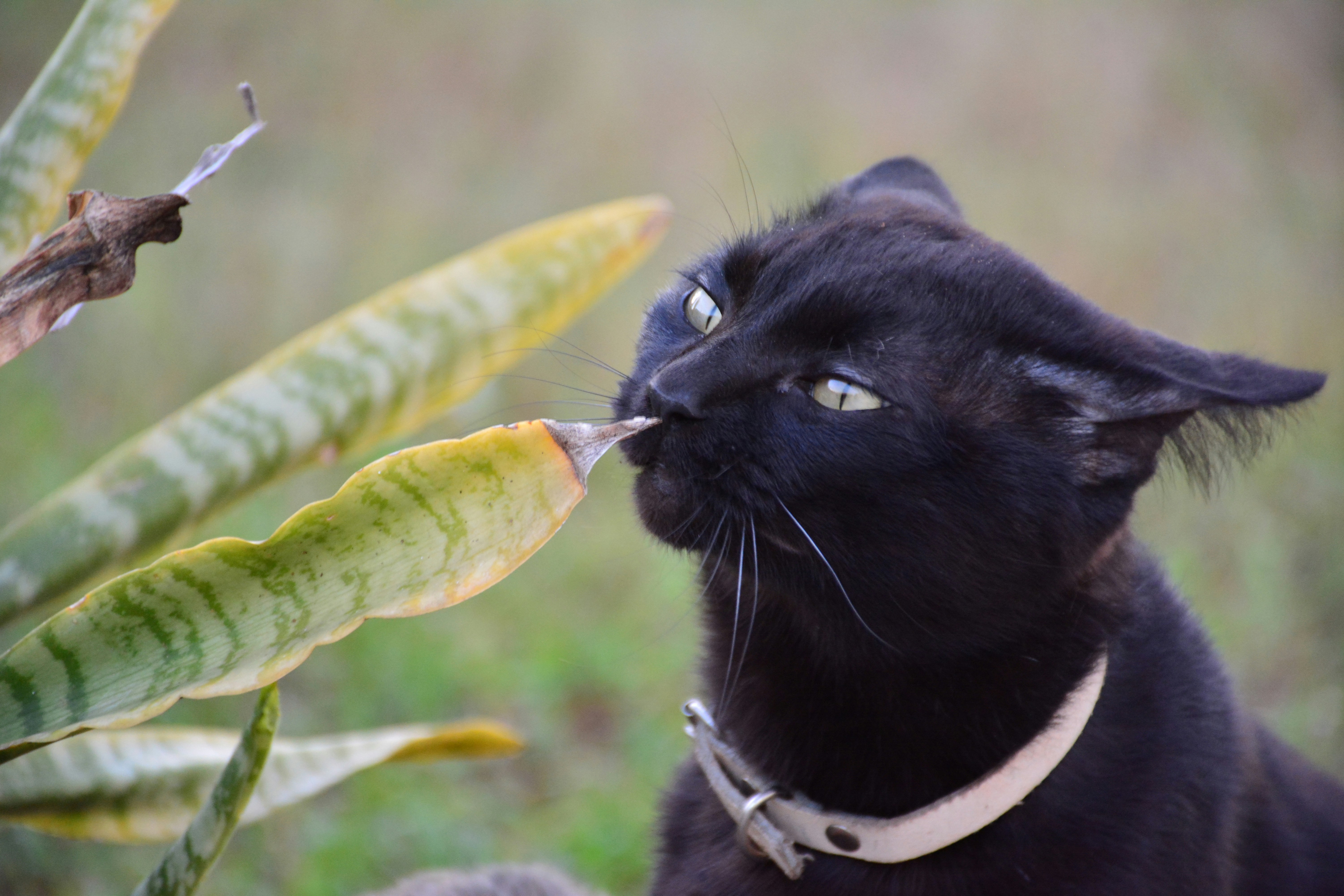 Midnight Whiskers: Black Cat Nuzzling a Plant in Soft Natural Light