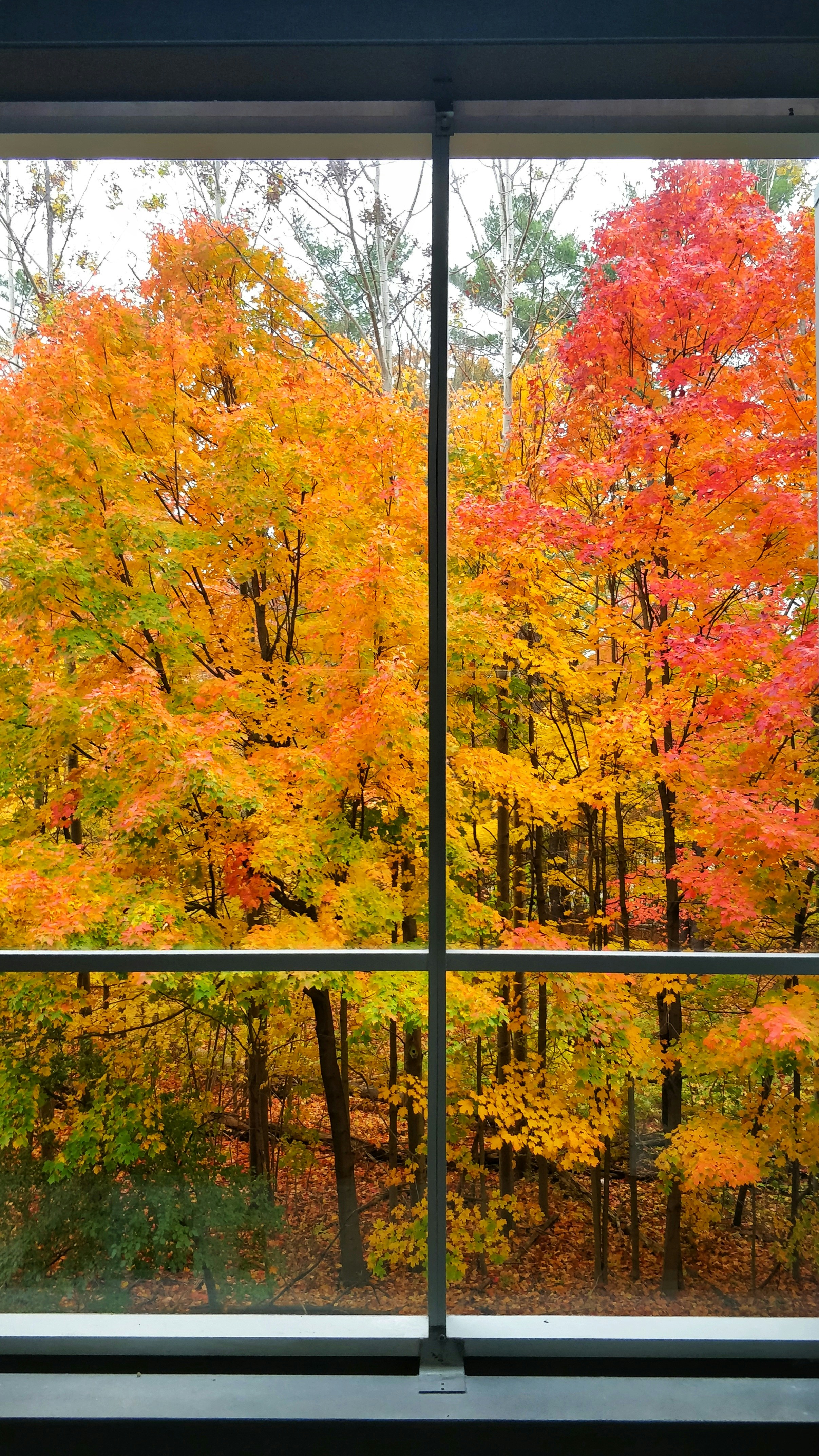 Windowpane Autumn: A Forest of Fire in Glass