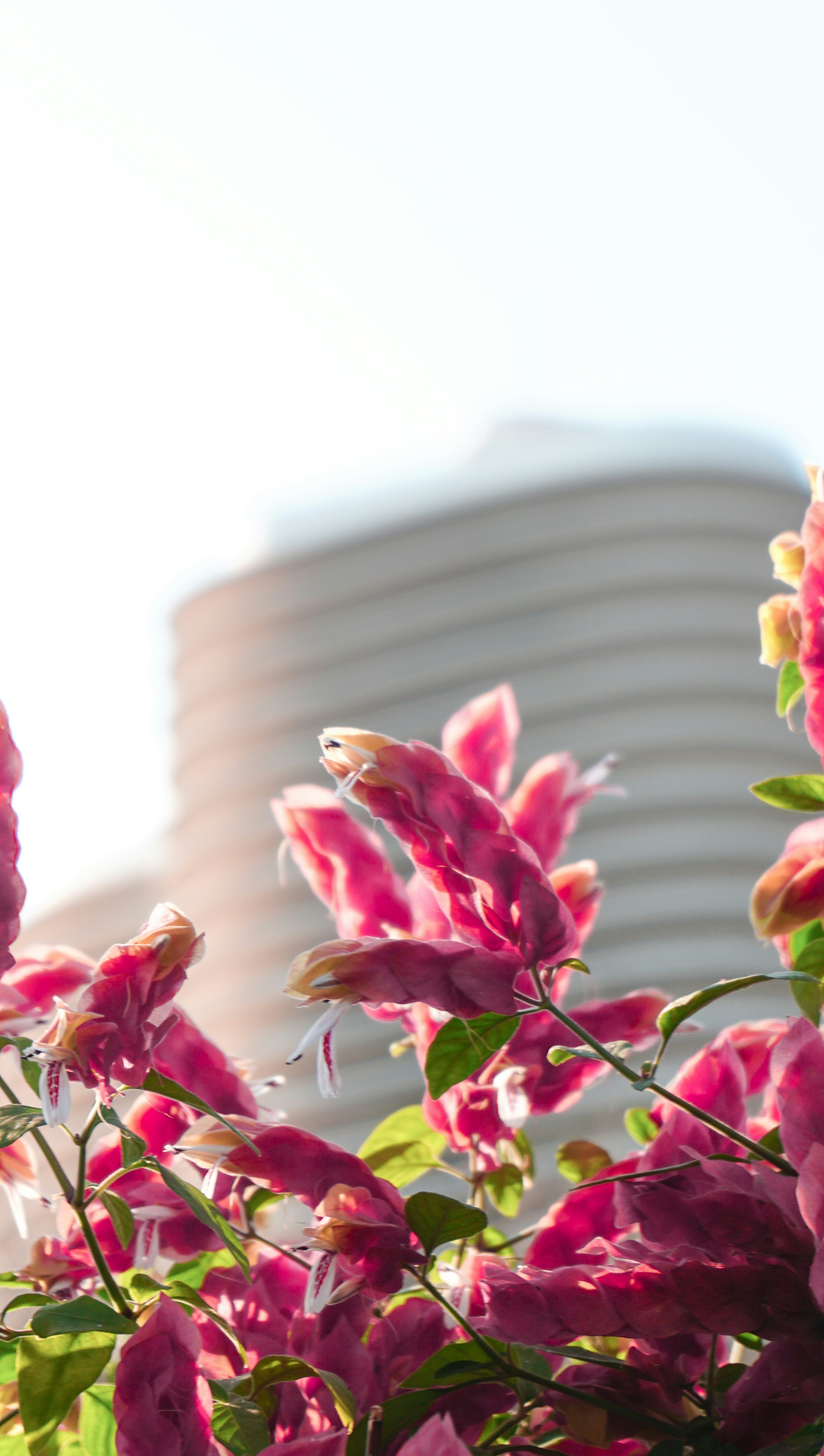 Petals at Dawn: Bougainvillea Framing a City Arc