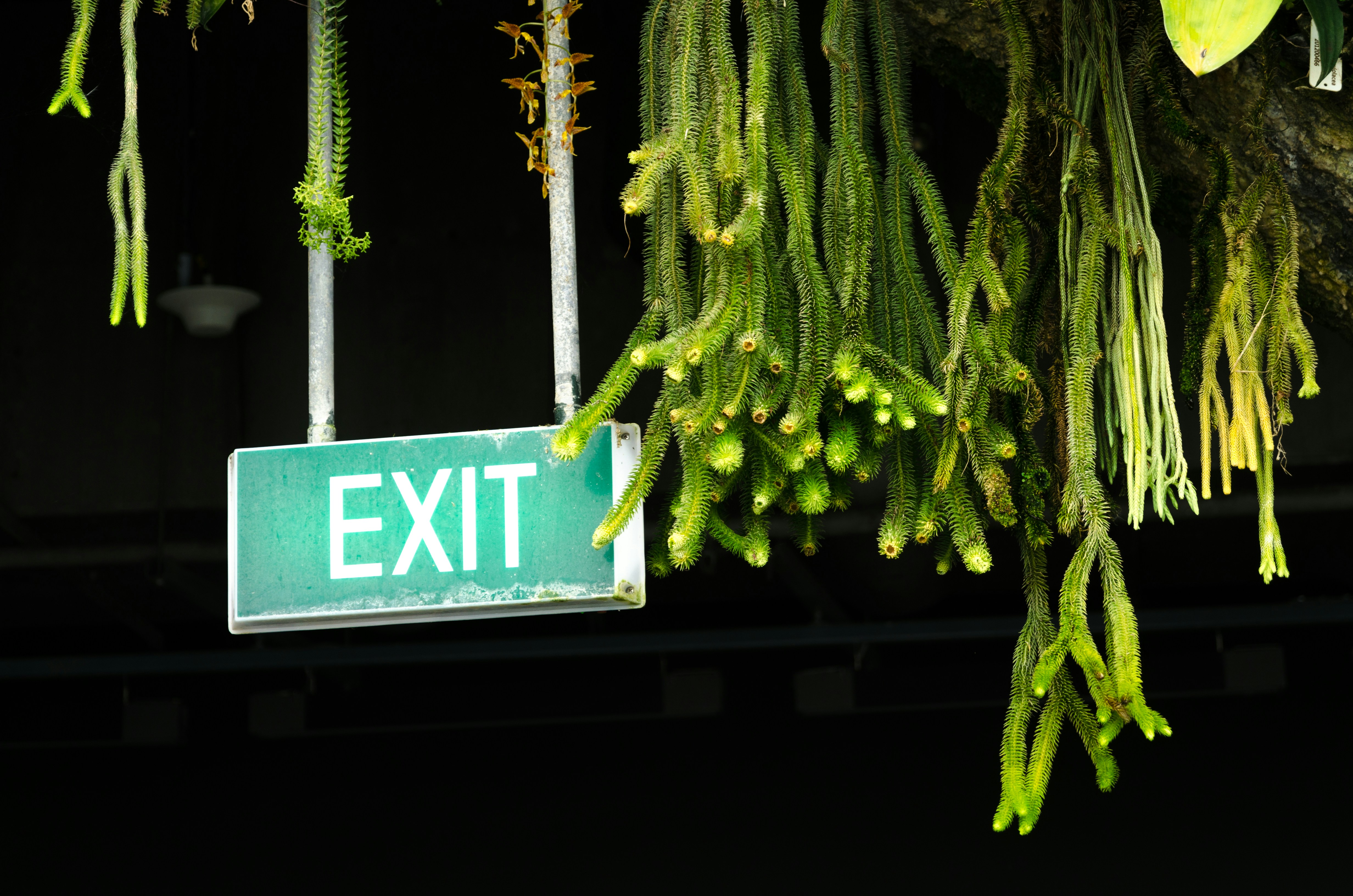 Emerald Exit: Sign Above a Shadowed Hallway Surrounded by Hanging Ferns