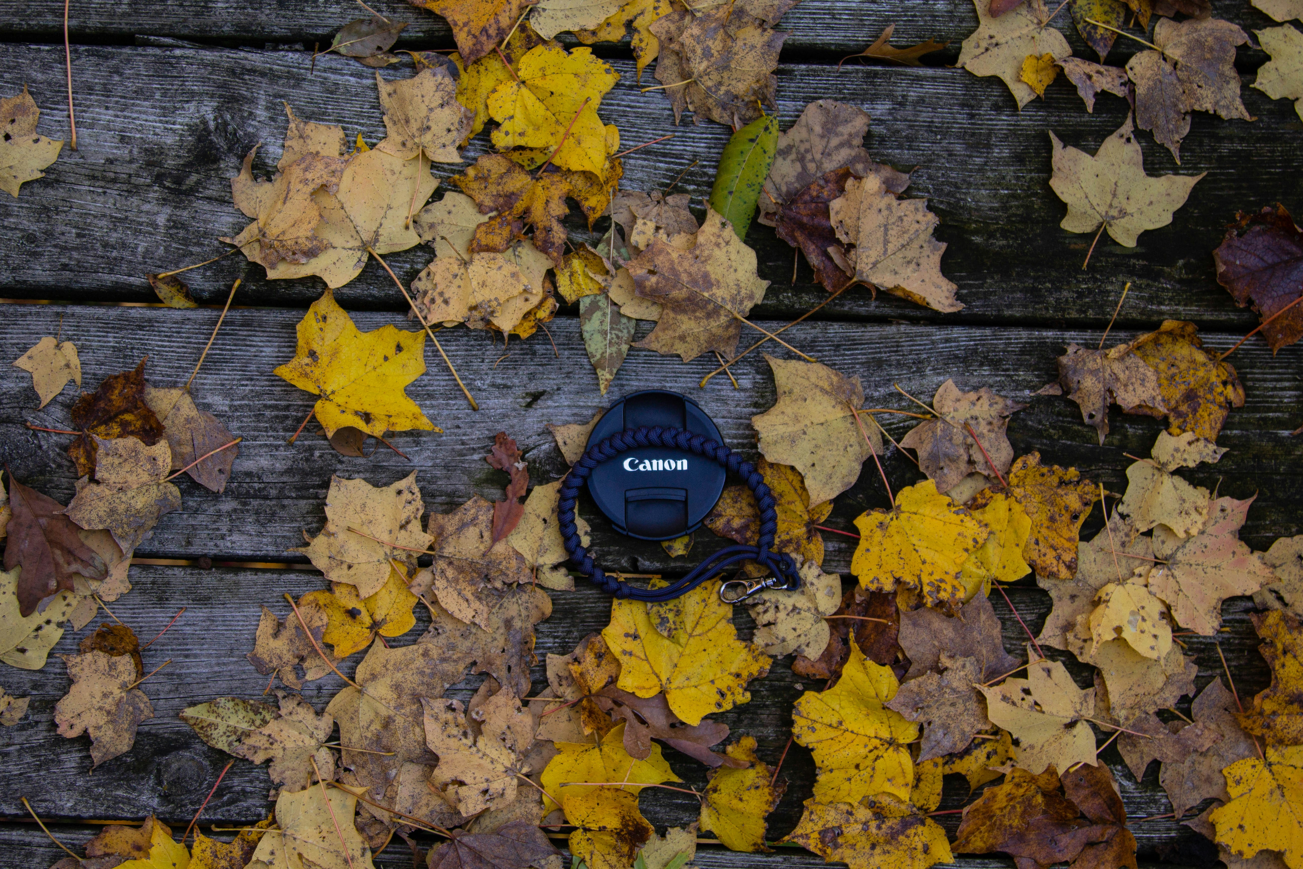 Autumn Quiet: Canon on a Leafy Forest Floor