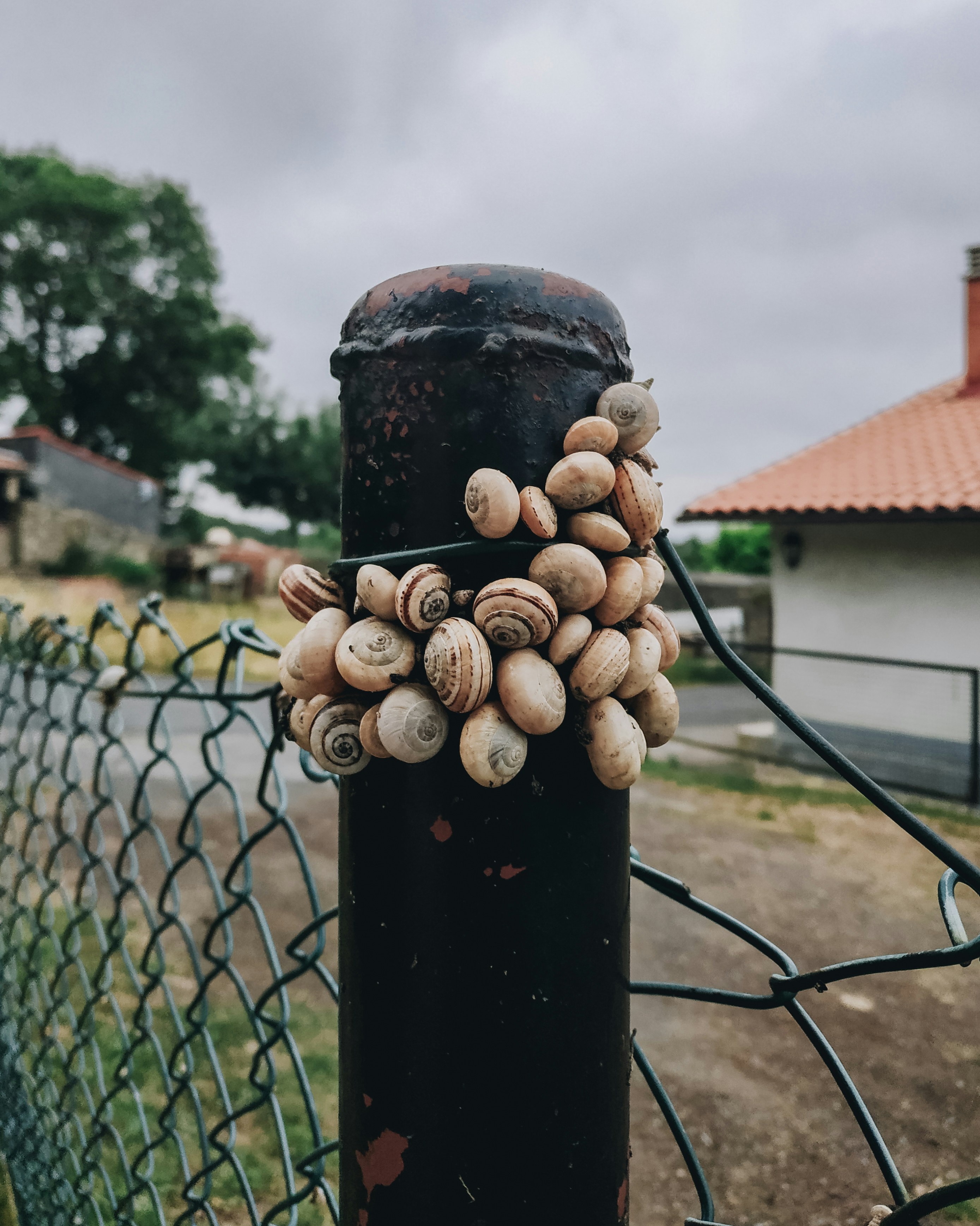 Caravan of Snails Clings to a Weathered Fence Post