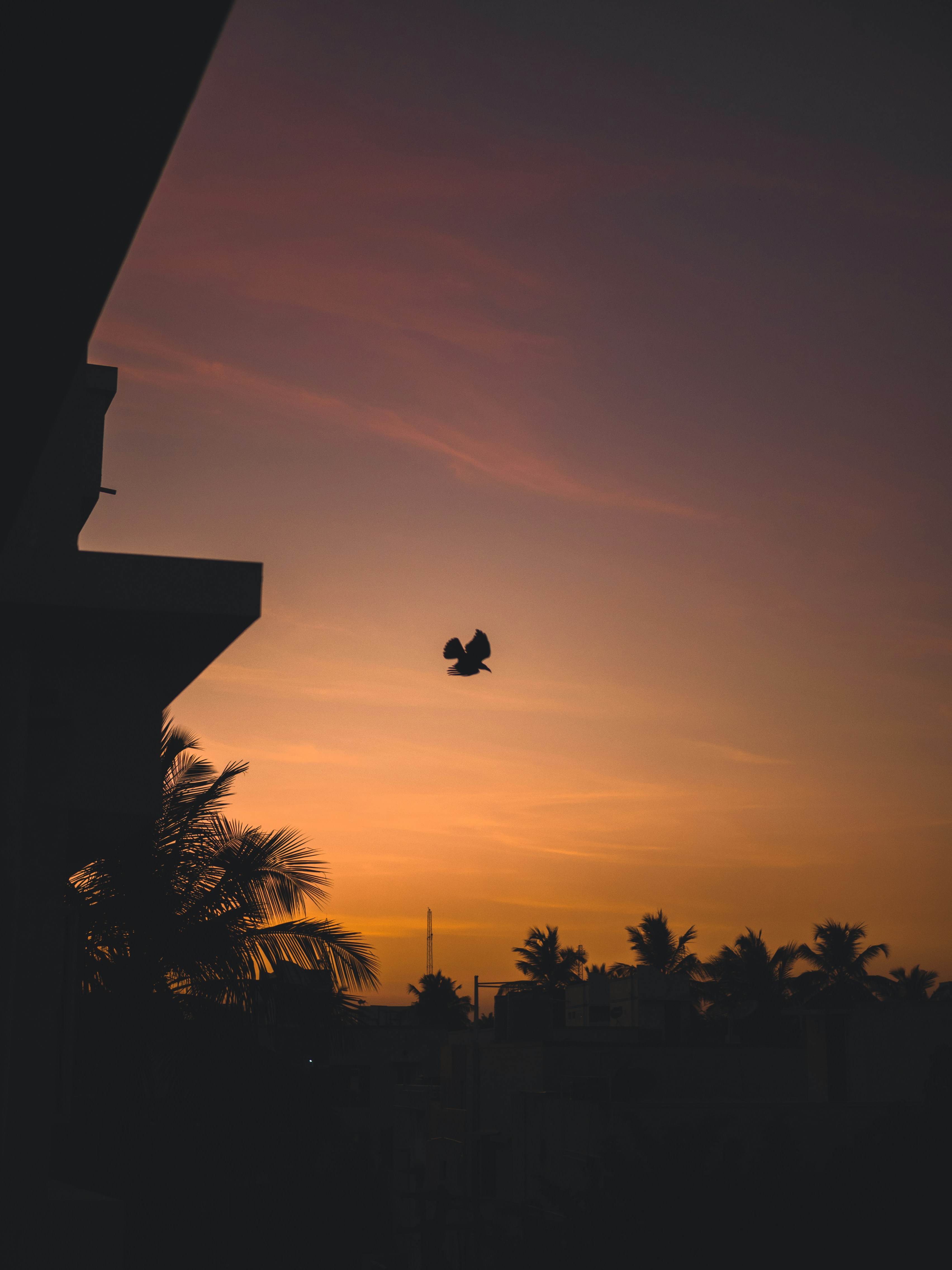 Dusk Flight over a Palm-Outlined Horizon