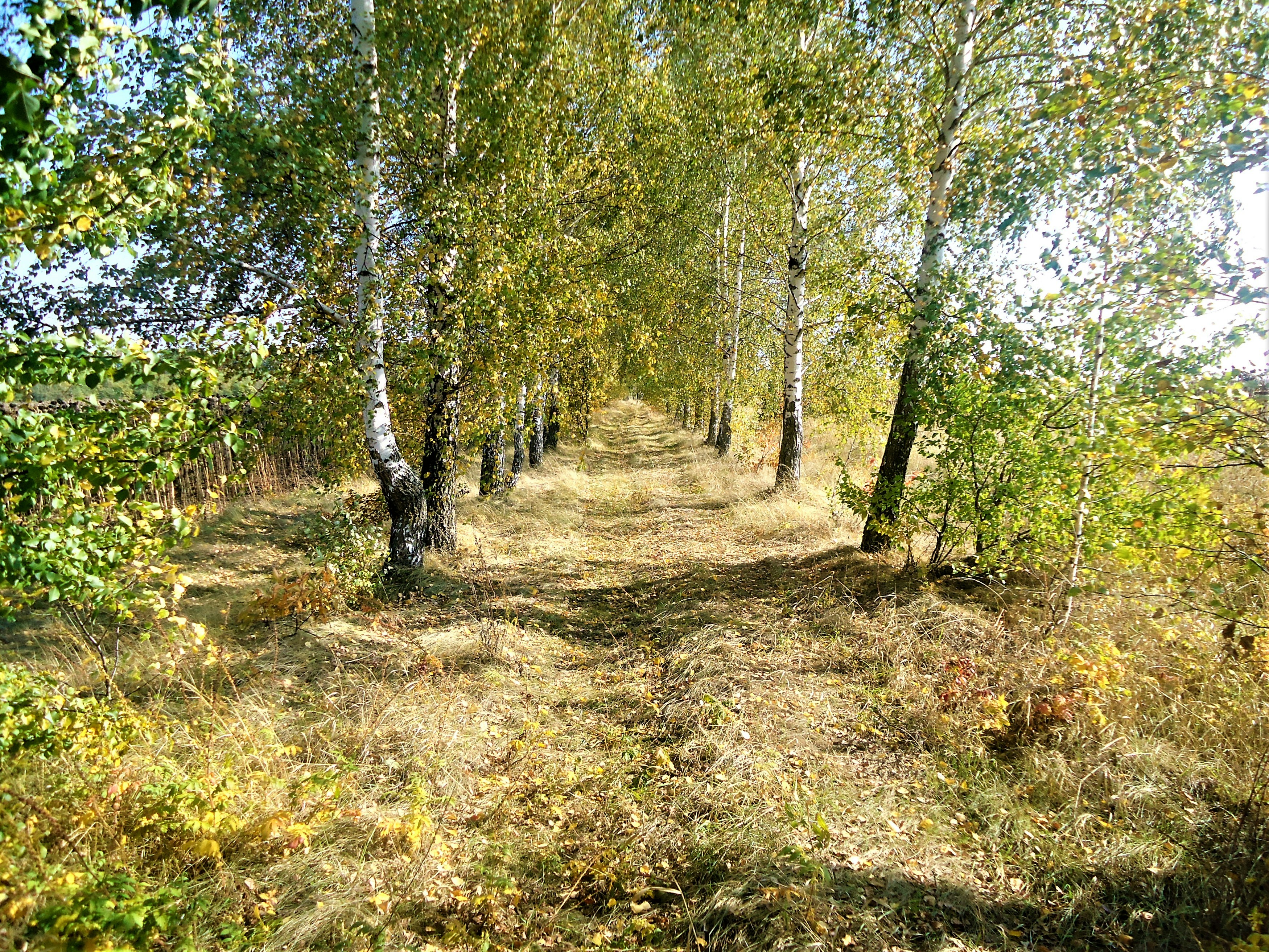 A serene pathway lined with tall, golden-leaved trees, inviting exploration through the tranquil landscape. The ground is covered with dry grass and fallen leaves.