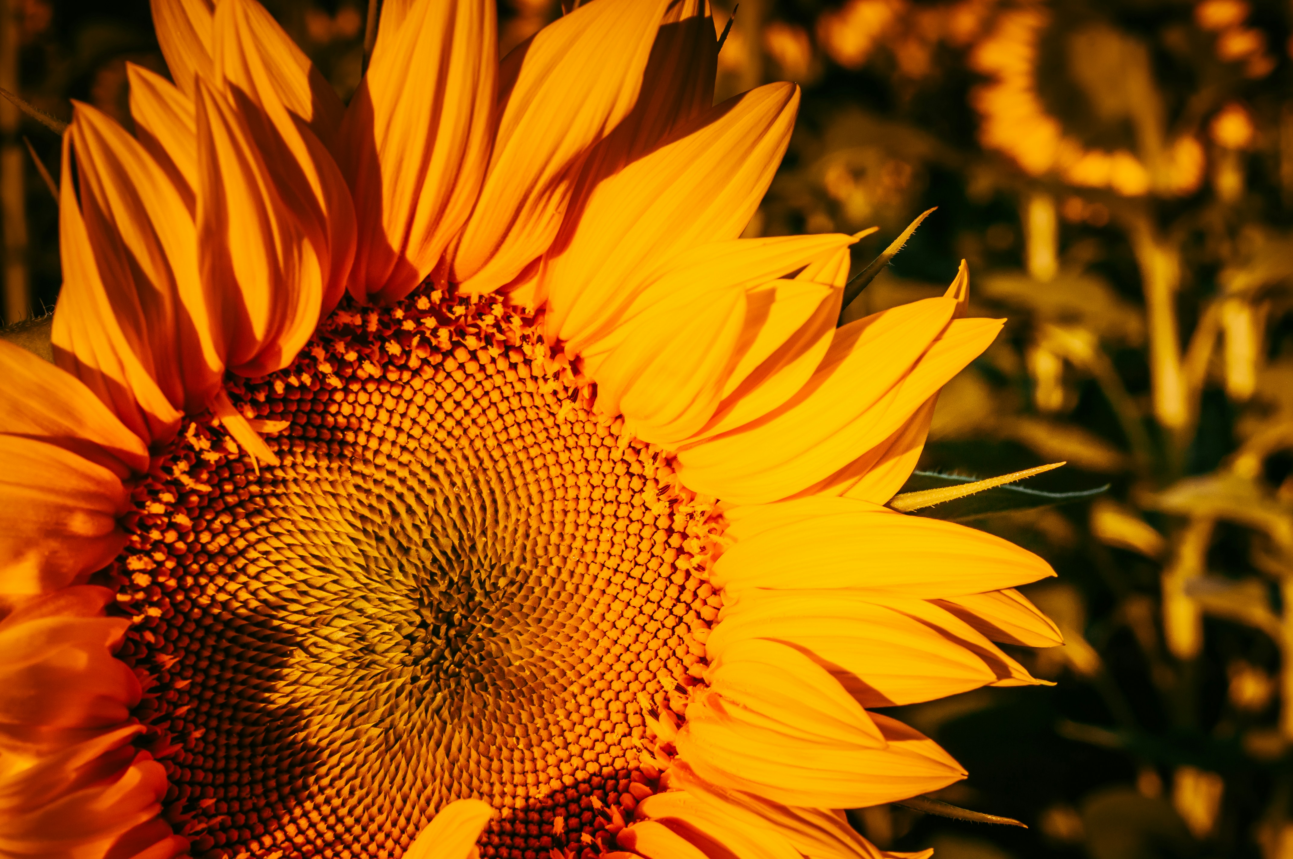 Close-up of a sunflower with vibrant yellow petals and intricate seed patterns at its center.