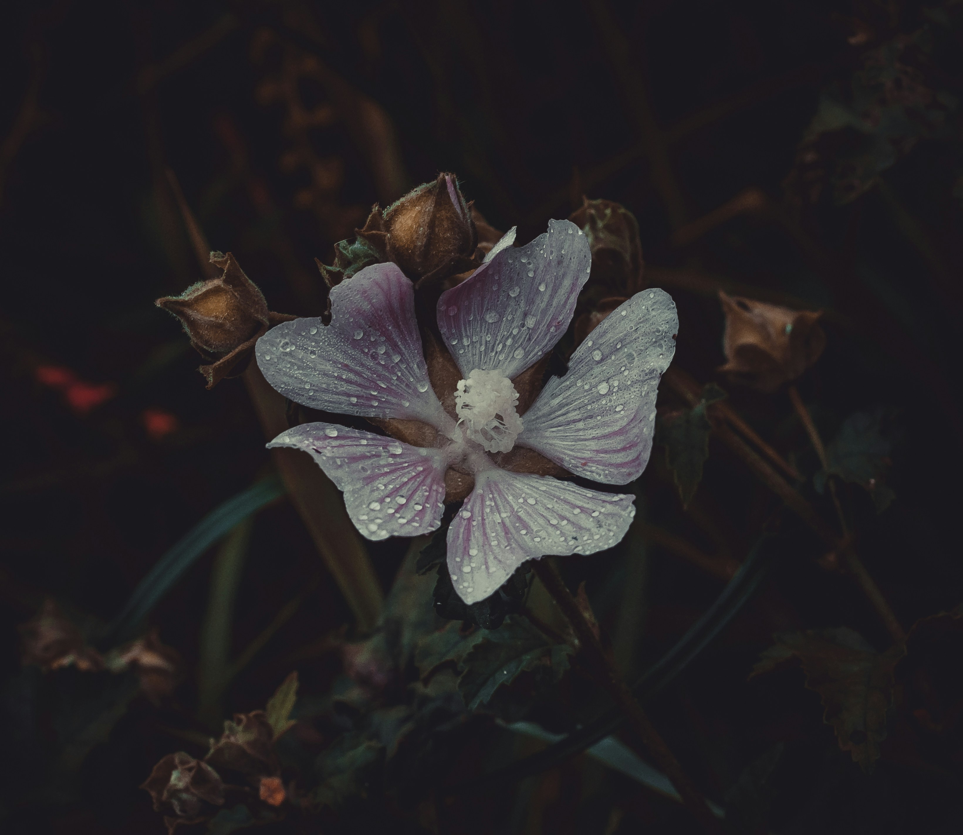 Nao Tl Kvetinas Pictures | Download Free Images on Unsplash