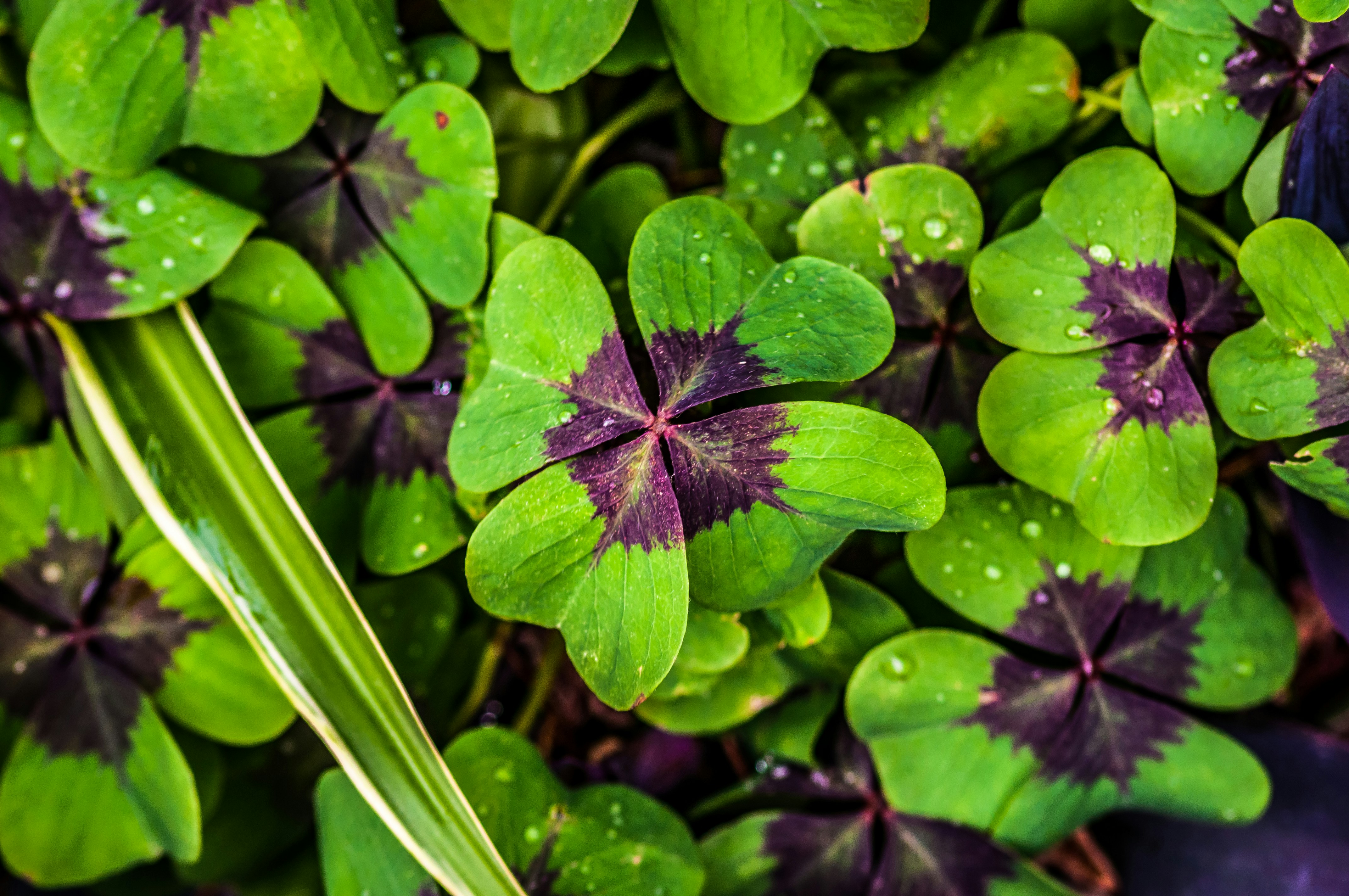 Foto Tréboles verdes y morados – Imagen Verde gratis en Unsplash