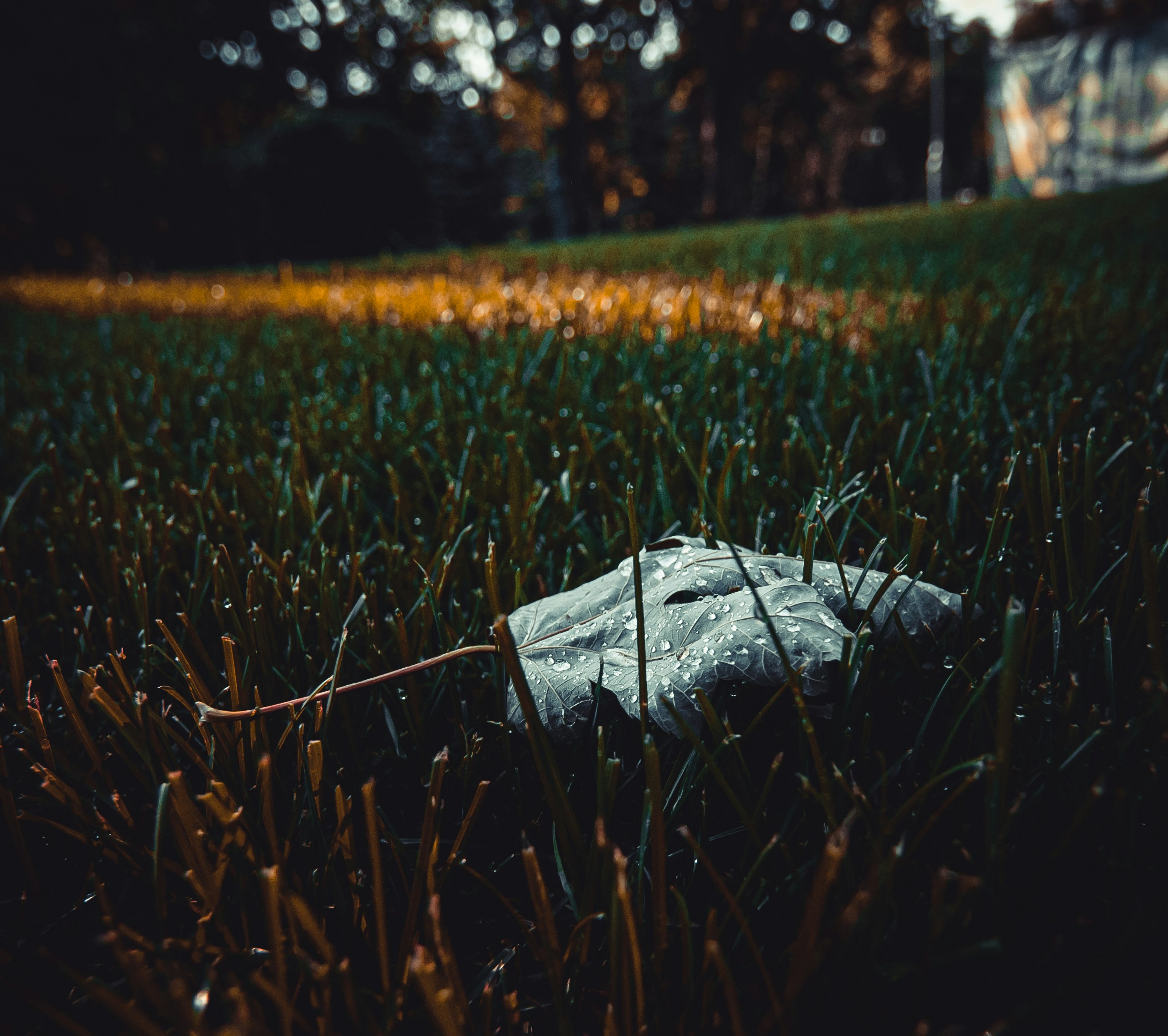 A single leaf adorned with droplets rests on a bed of lush grass, capturing the essence of tranquility in nature.