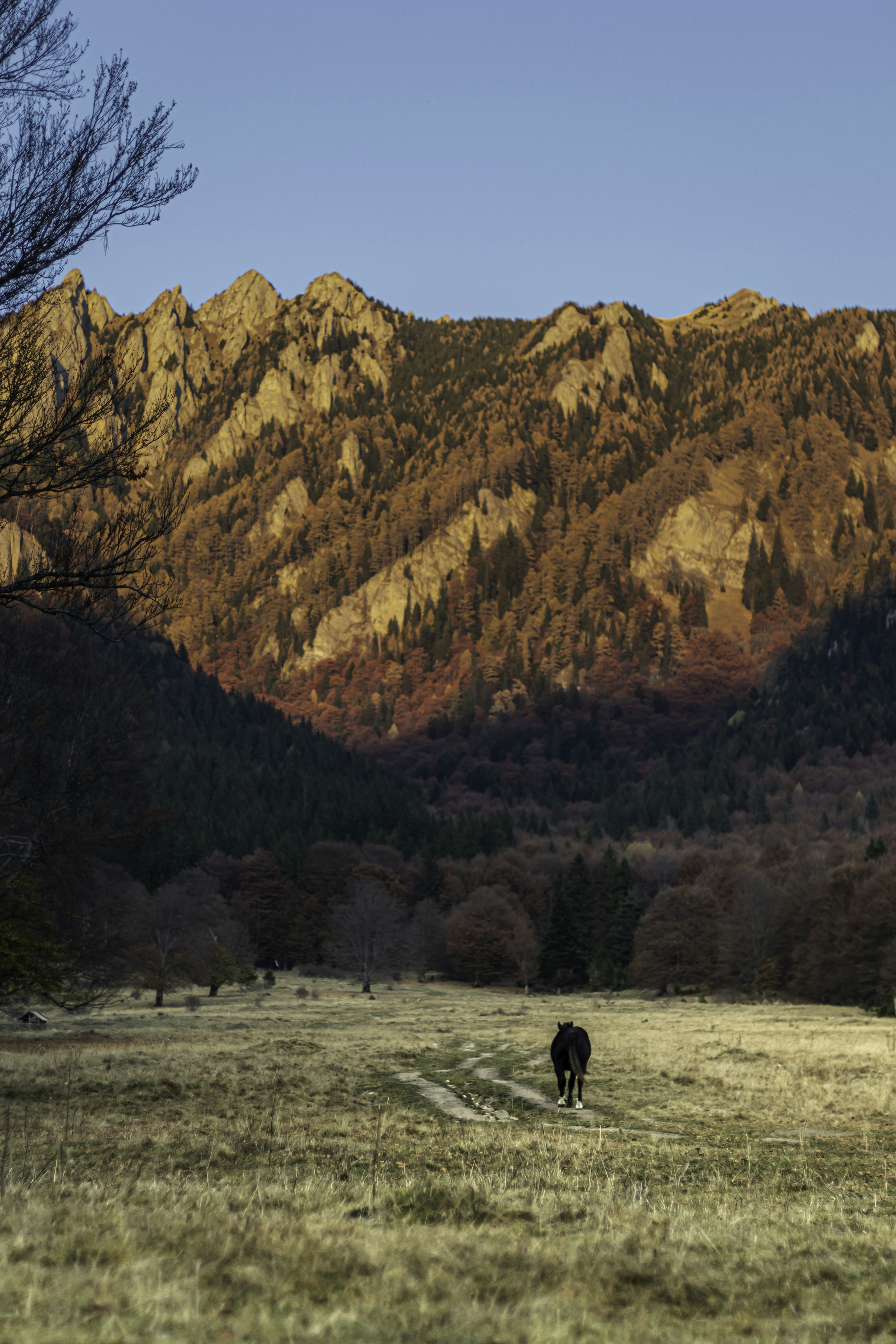 Herd of Horse in a Mountain Meadow at Sunset