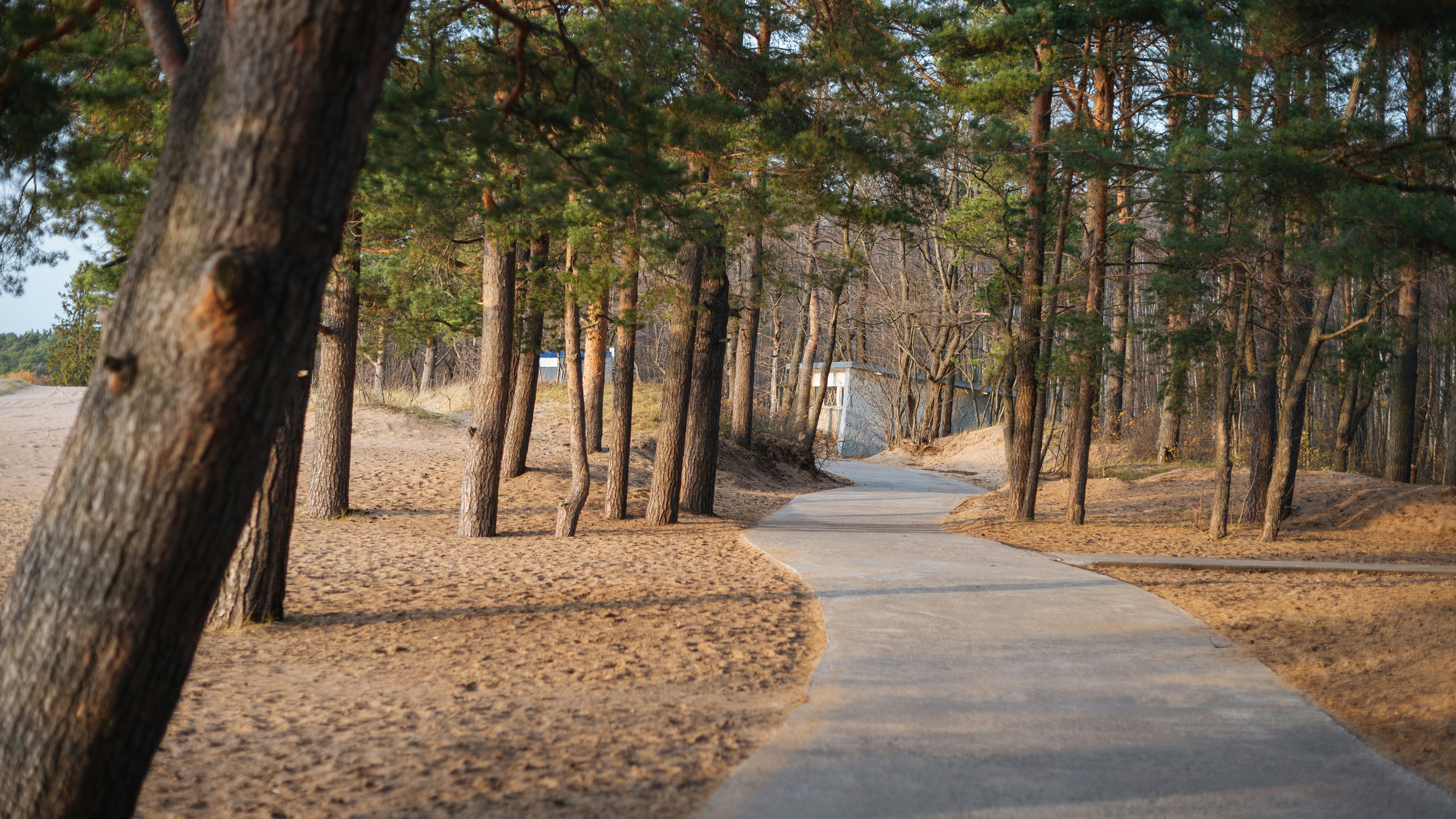 Gray concrete pathway between trees photo – Free Plant Image on Unsplash