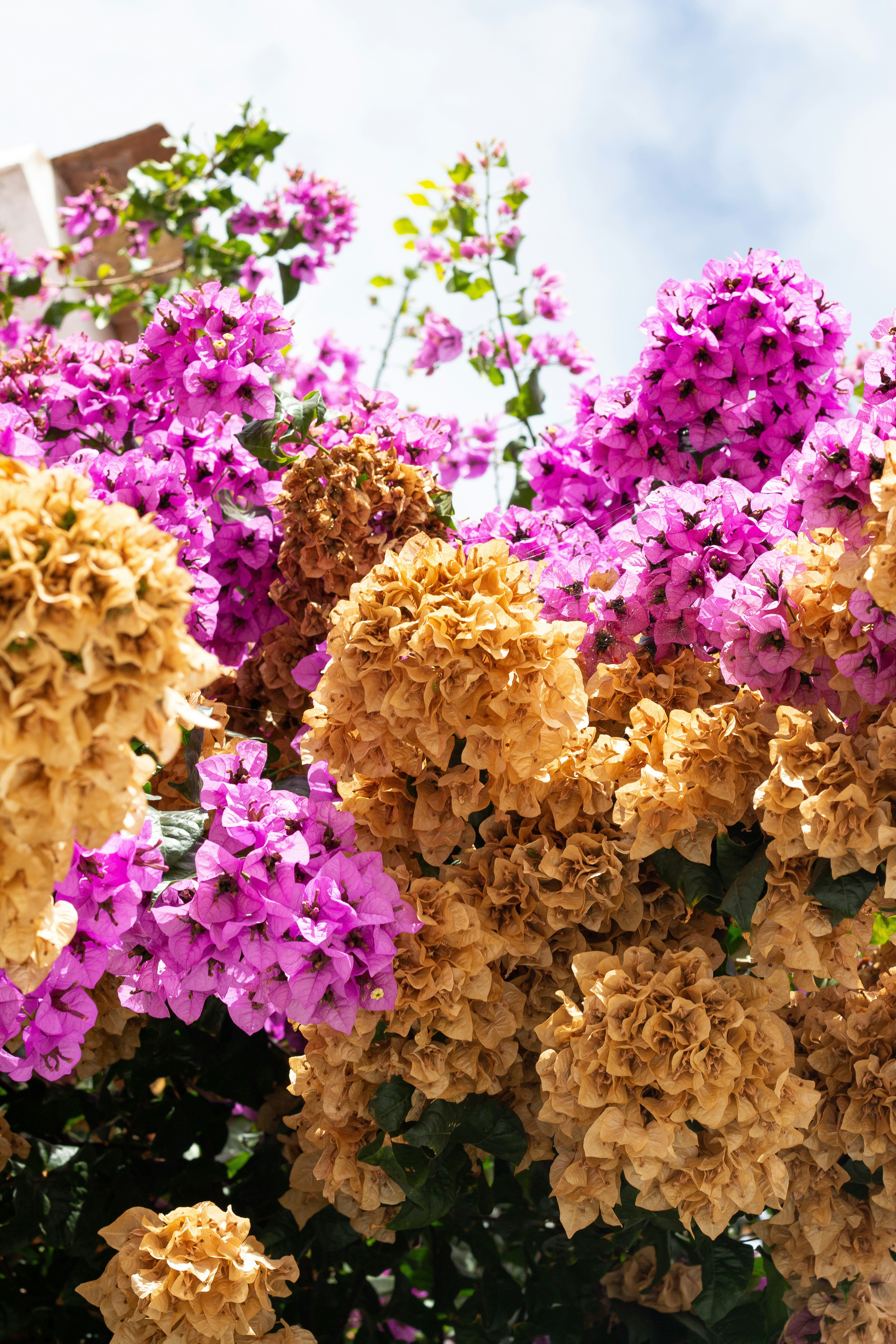 pink and brown petaled flowers