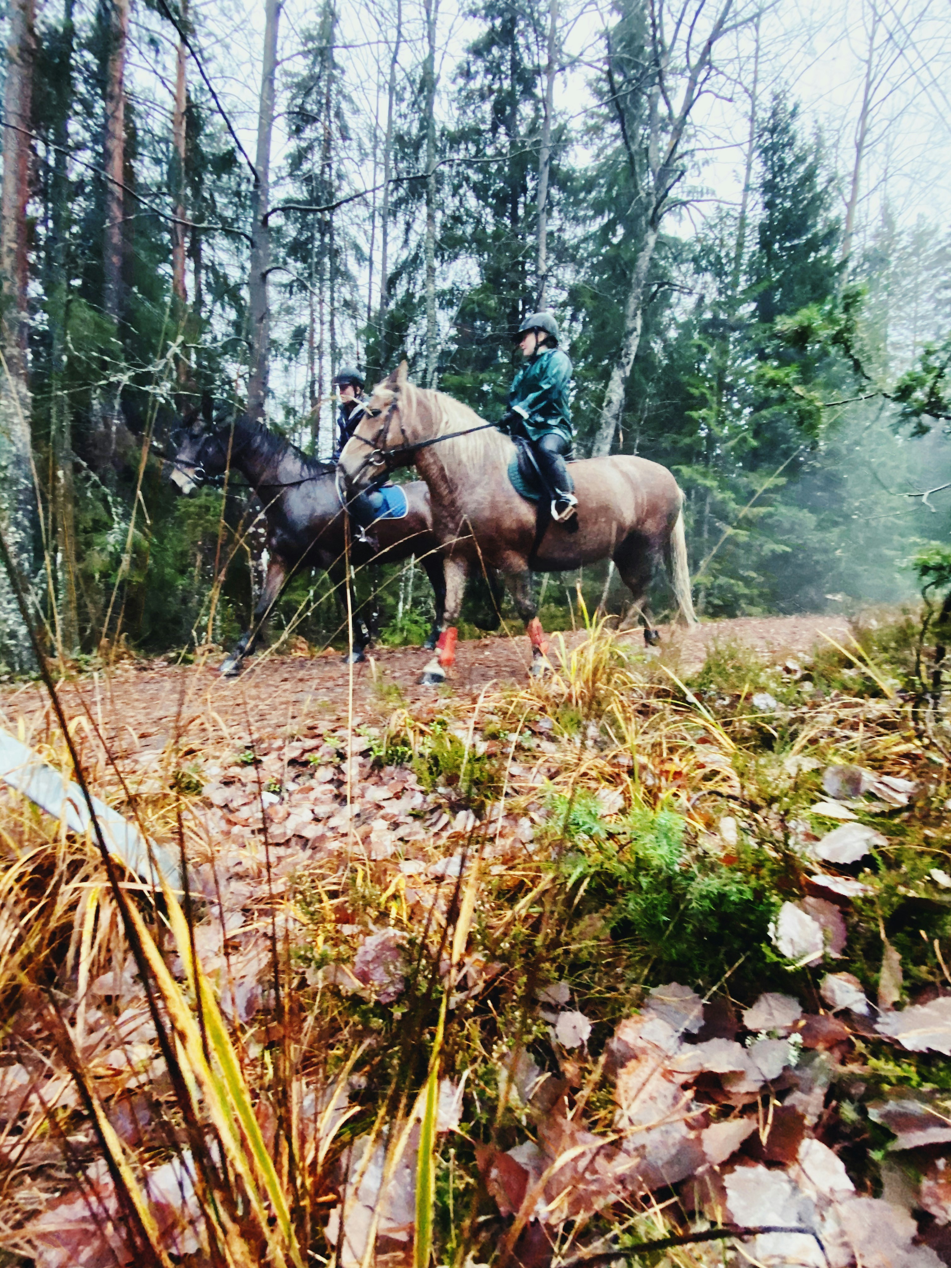 Finland Walks
