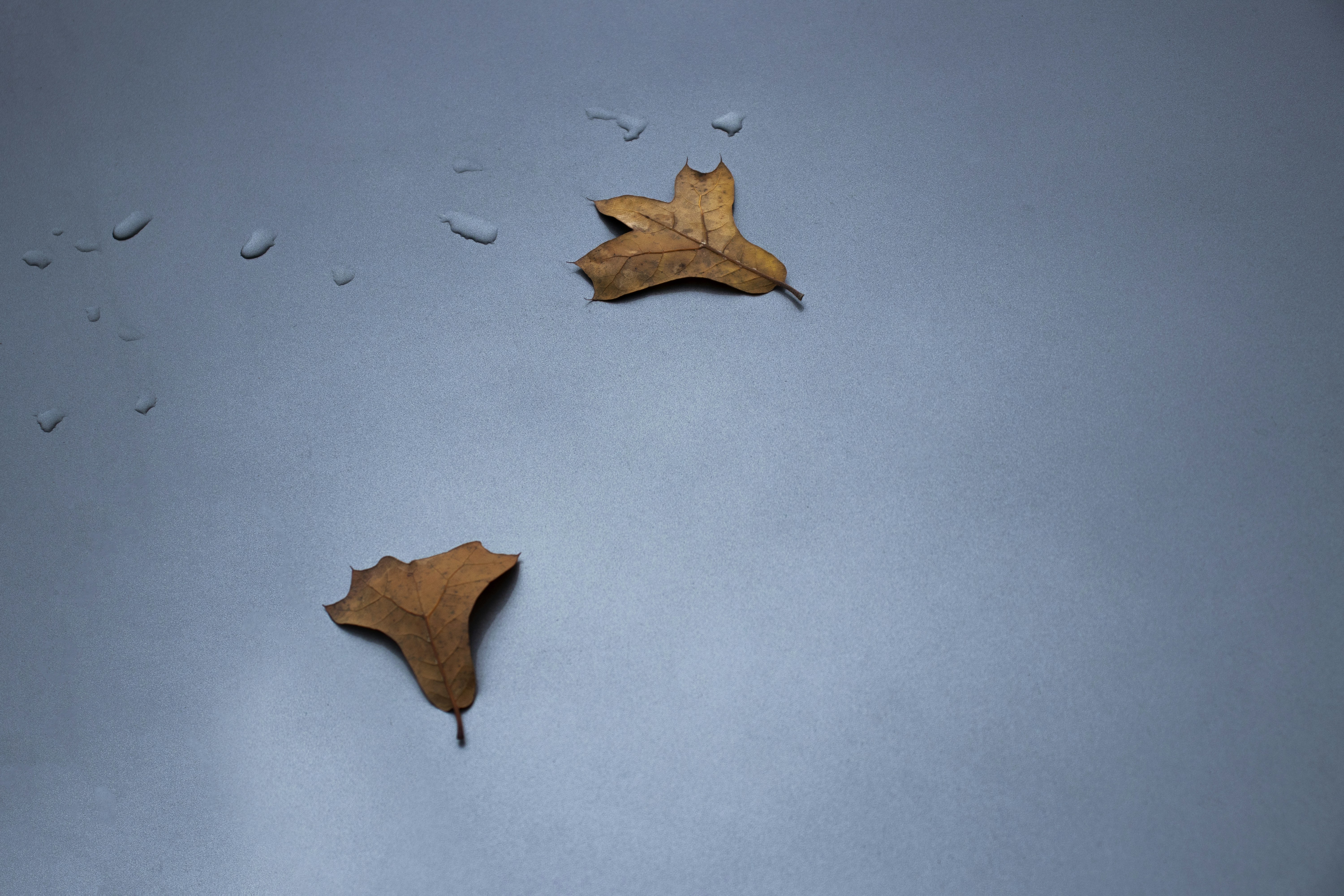 Blue Quiet: Two Dried Leaves on a Cool Surface