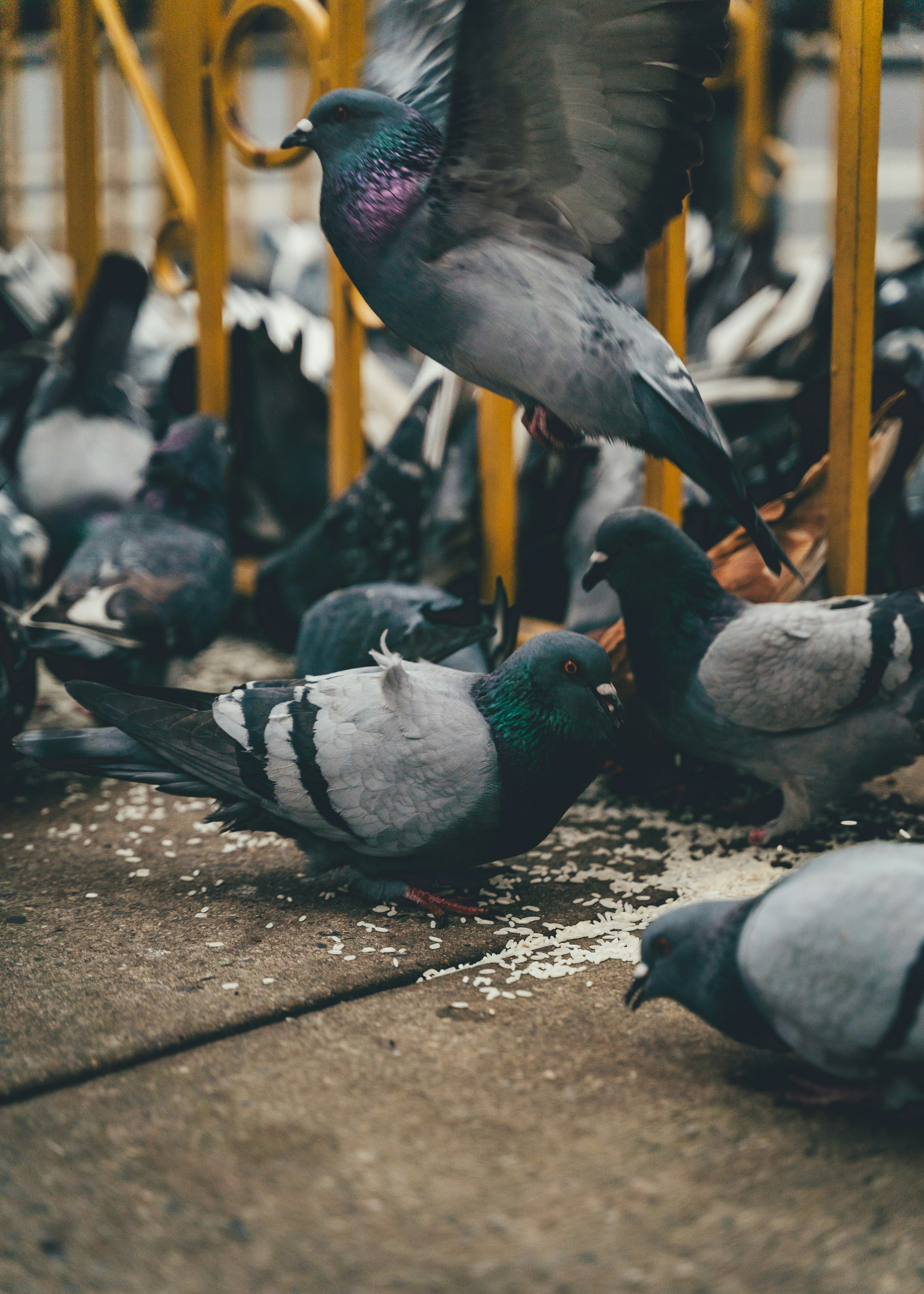 Foto Palomas comiendo comida – Imagen Nueva York gratis en Unsplash