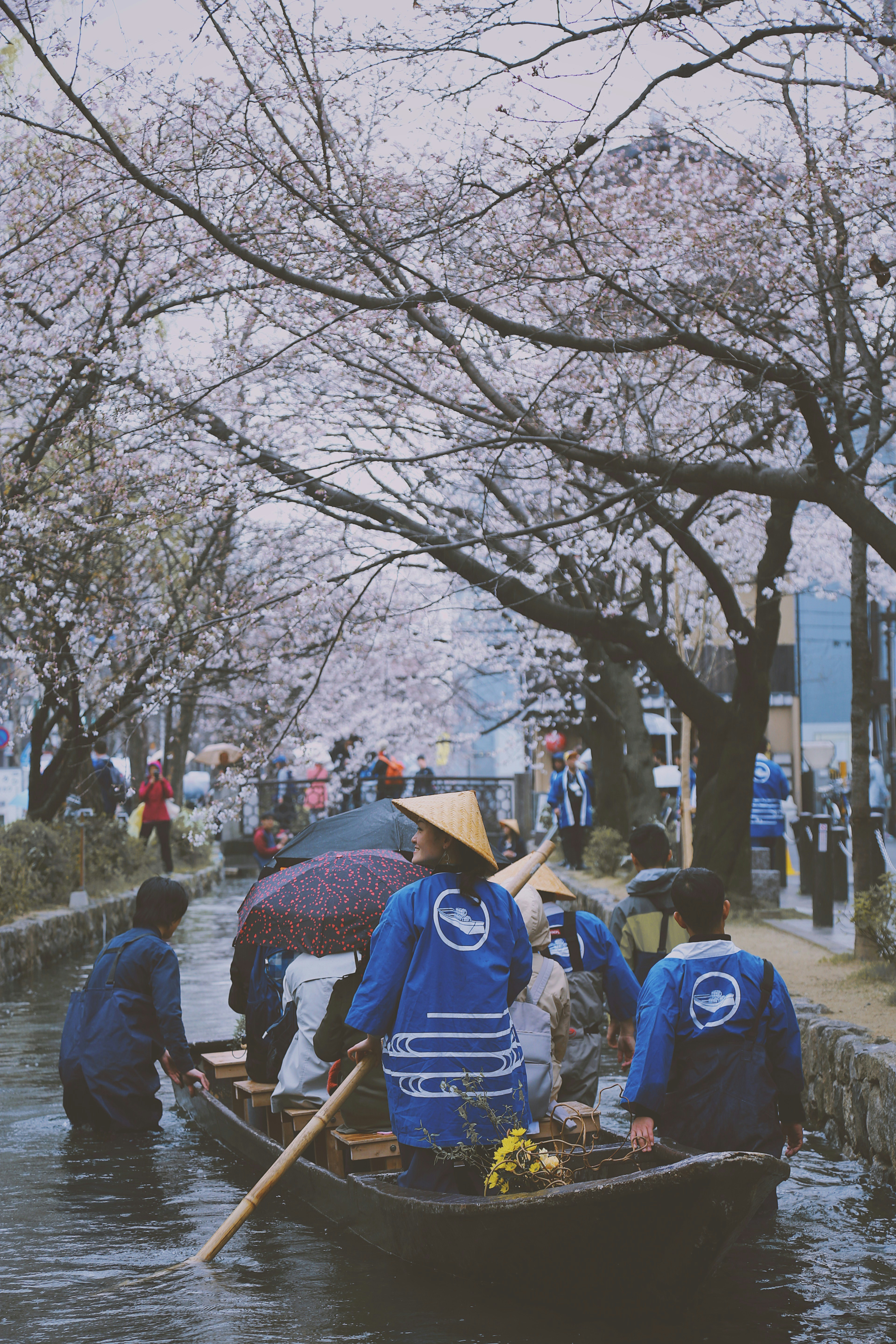 Blue-Clad Oarsmen Glide Through a Cherry-Blossom Canal