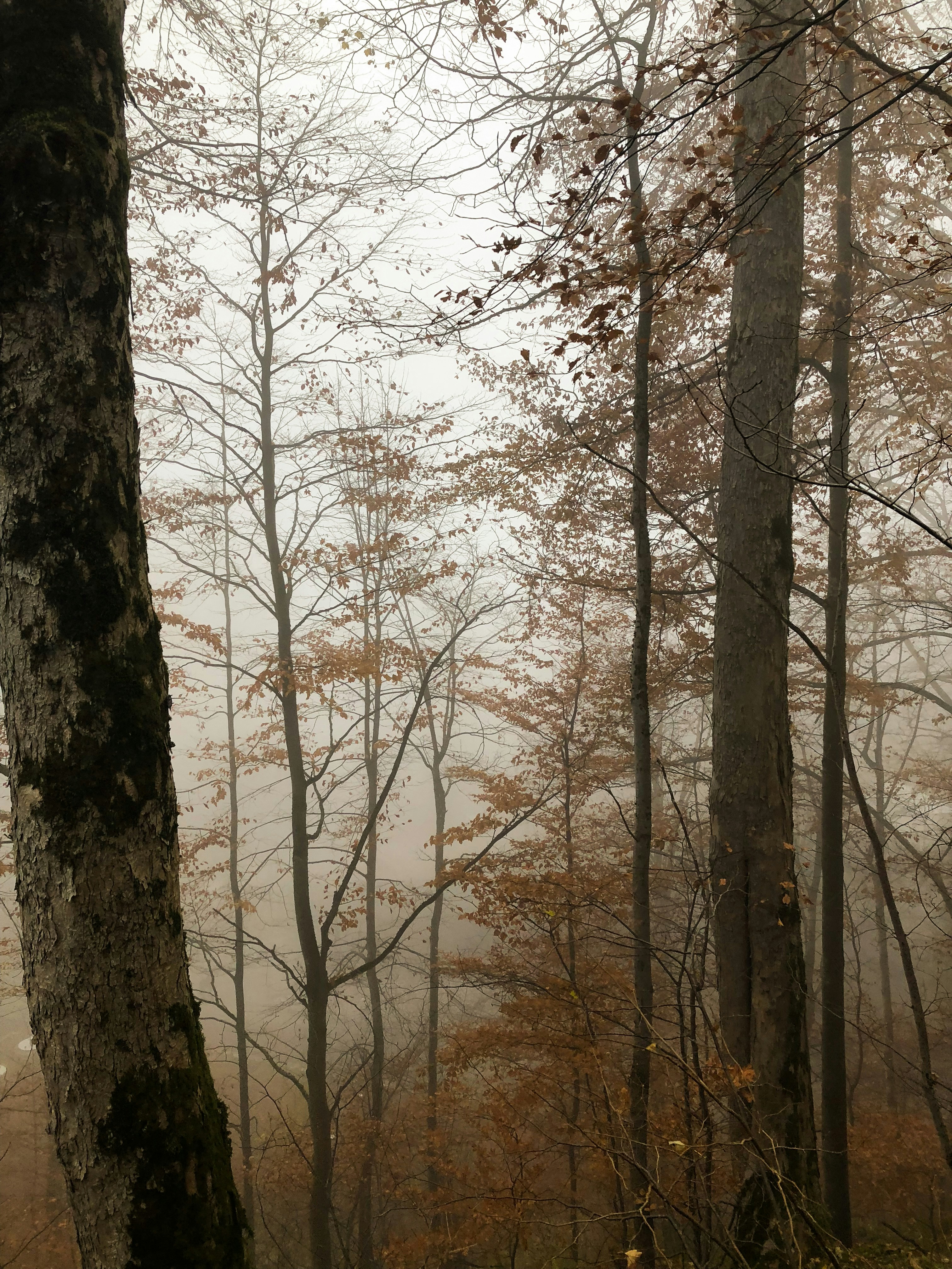 Foggy forest scene with tall trees and autumn leaves, creating a serene and mysterious atmosphere.