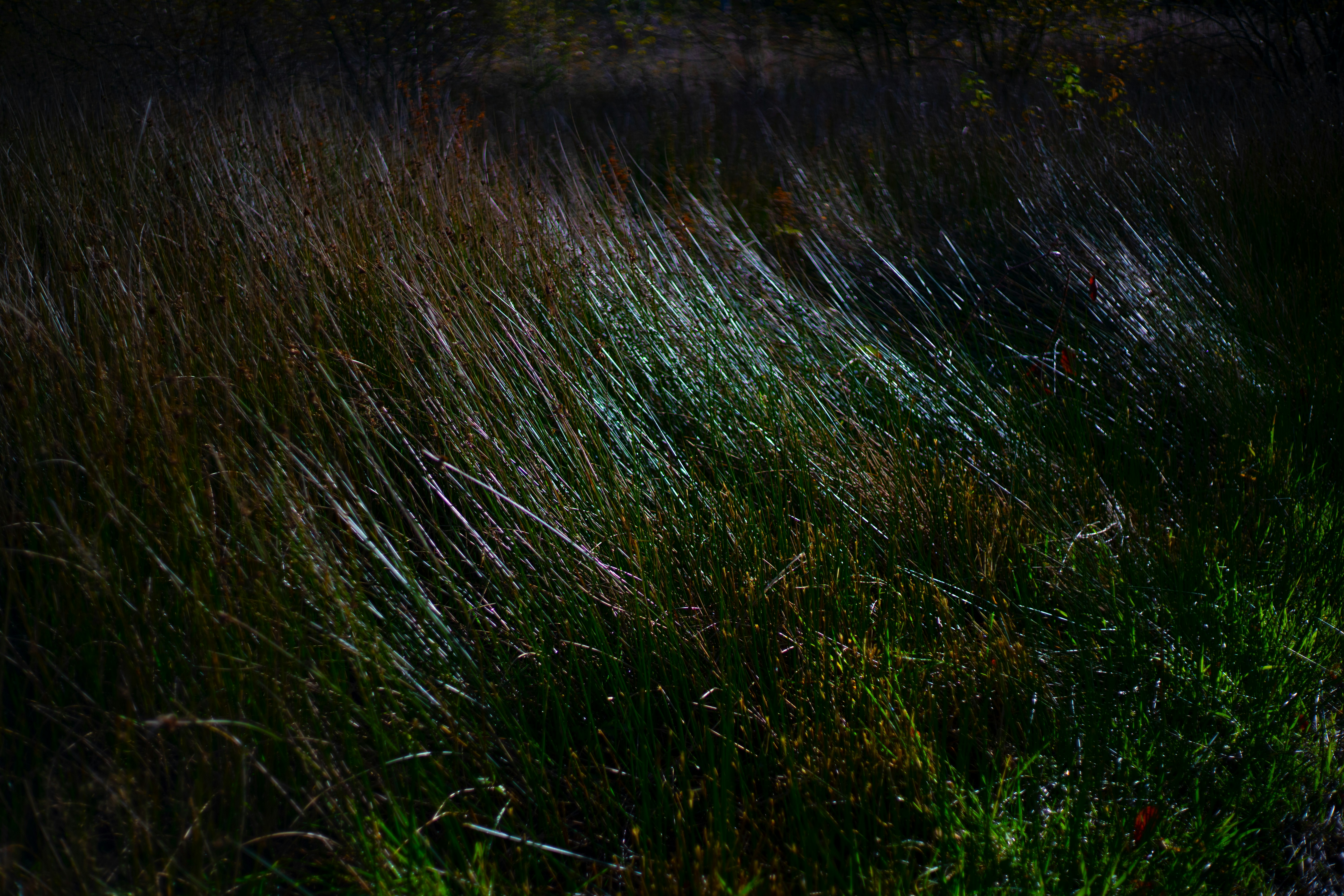 Sunlight glimmers on swaying grass, creating a mesmerizing interplay of light and shadow in a tranquil landscape.