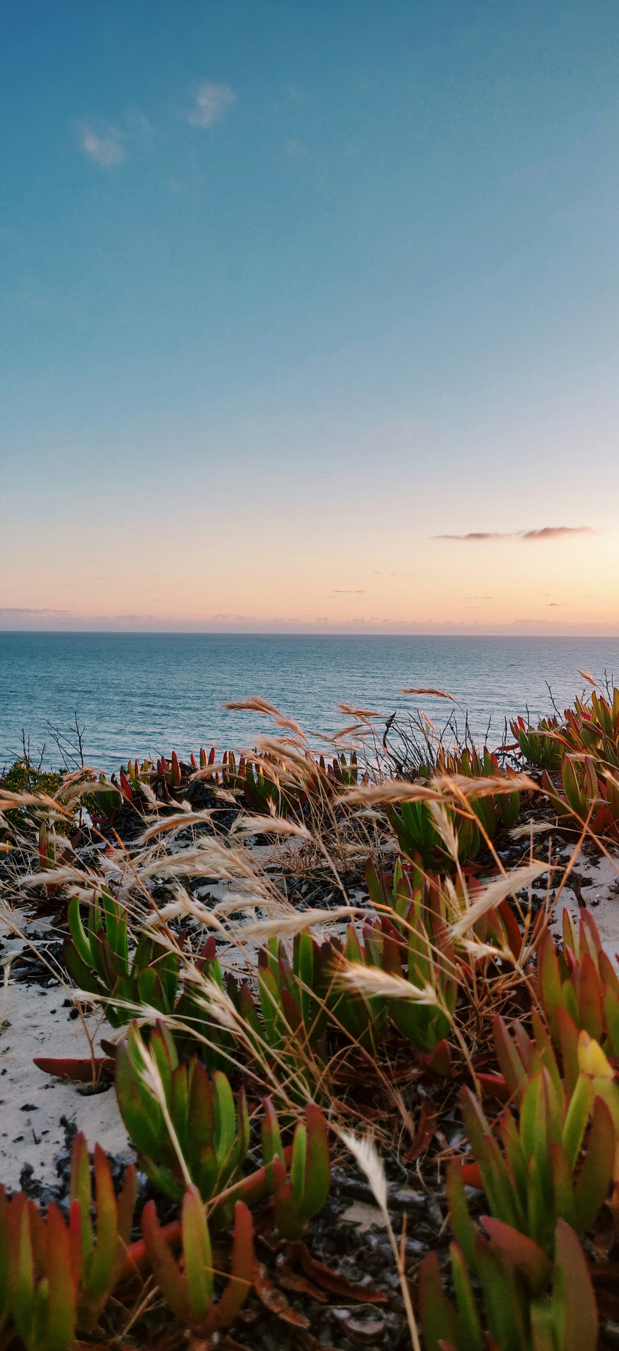 Foto Bunga di pantai – Gambar Bunga Gratis di Unsplash