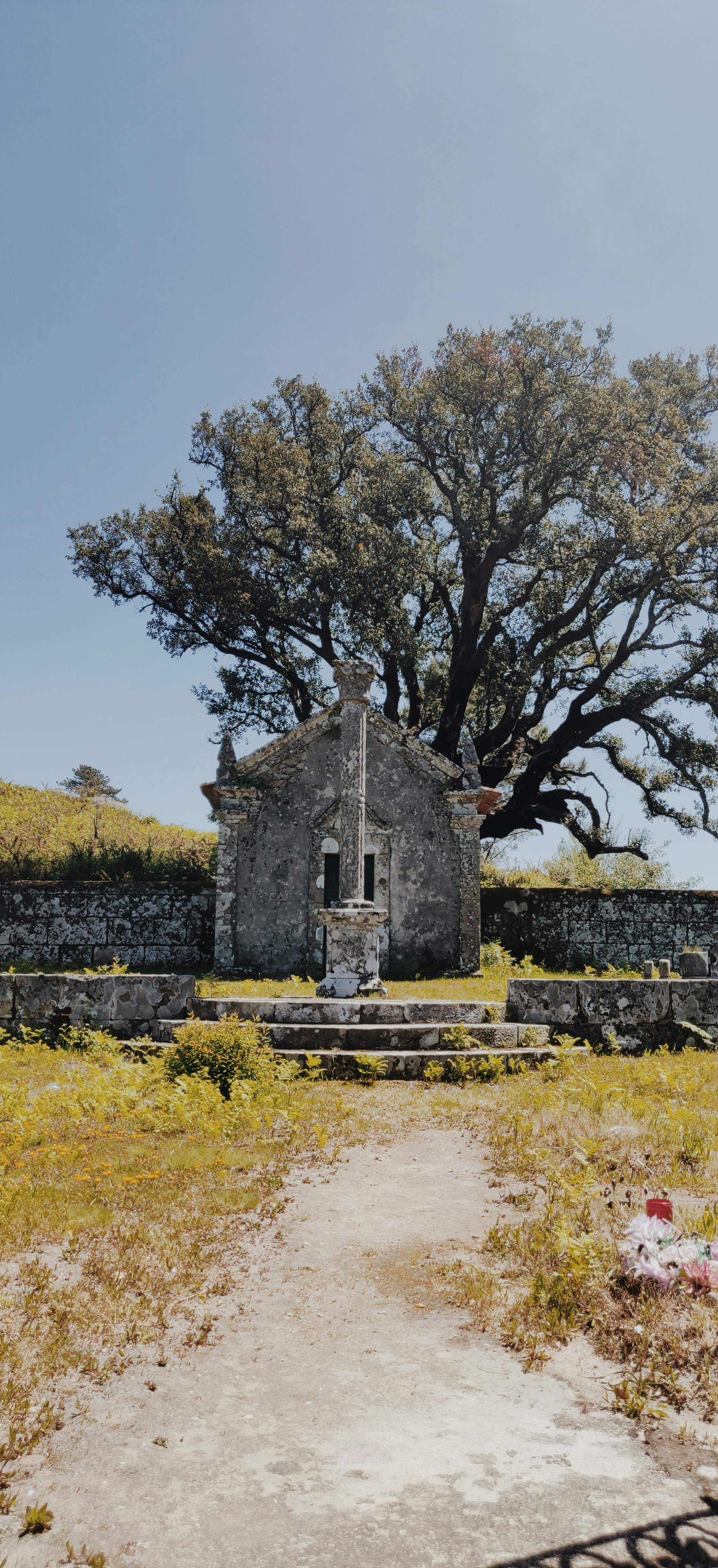 Whispering Ruins Under an Ancient Oak