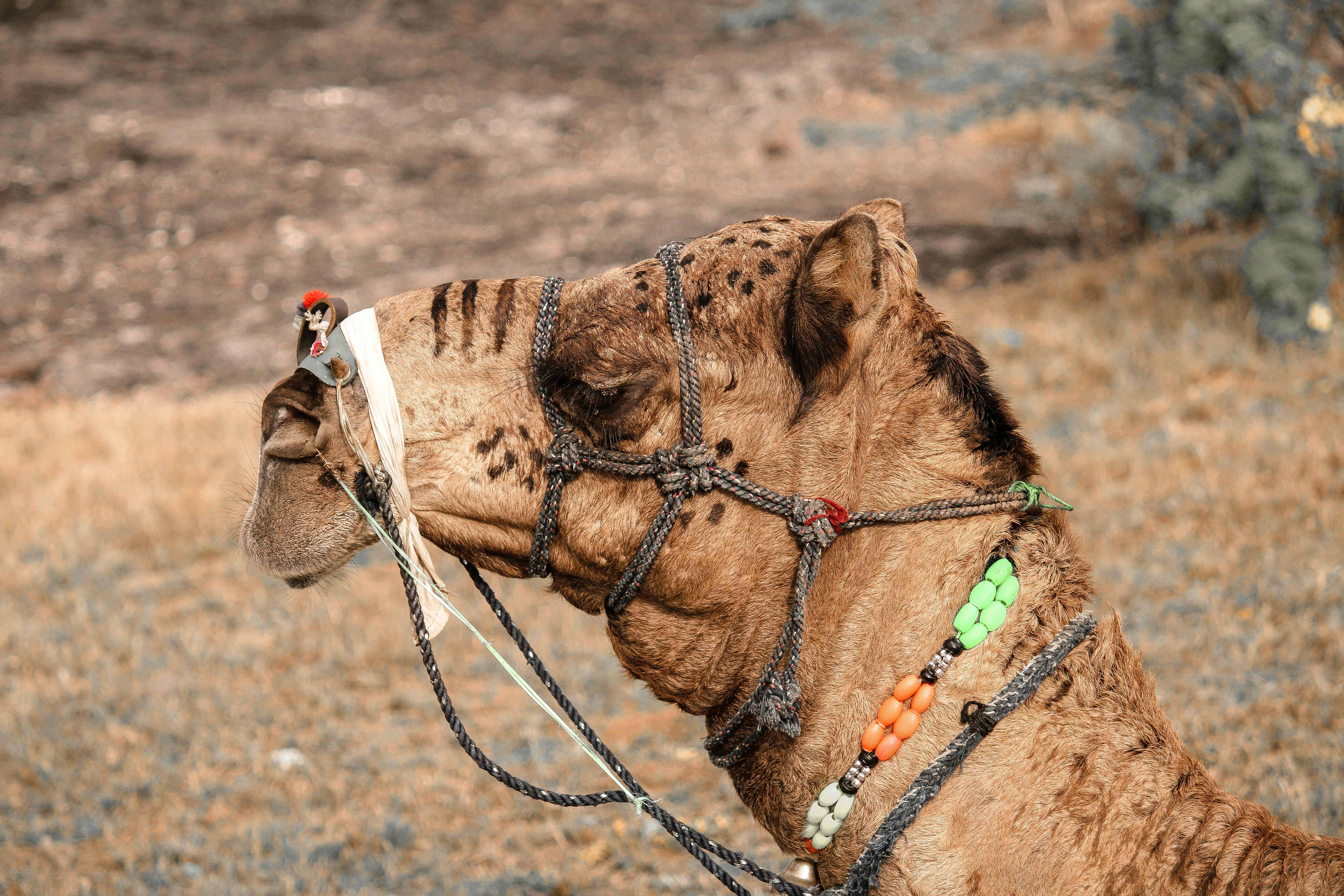 Camel Toe Public Scroller Pictures | Download Free Images on Unsplash