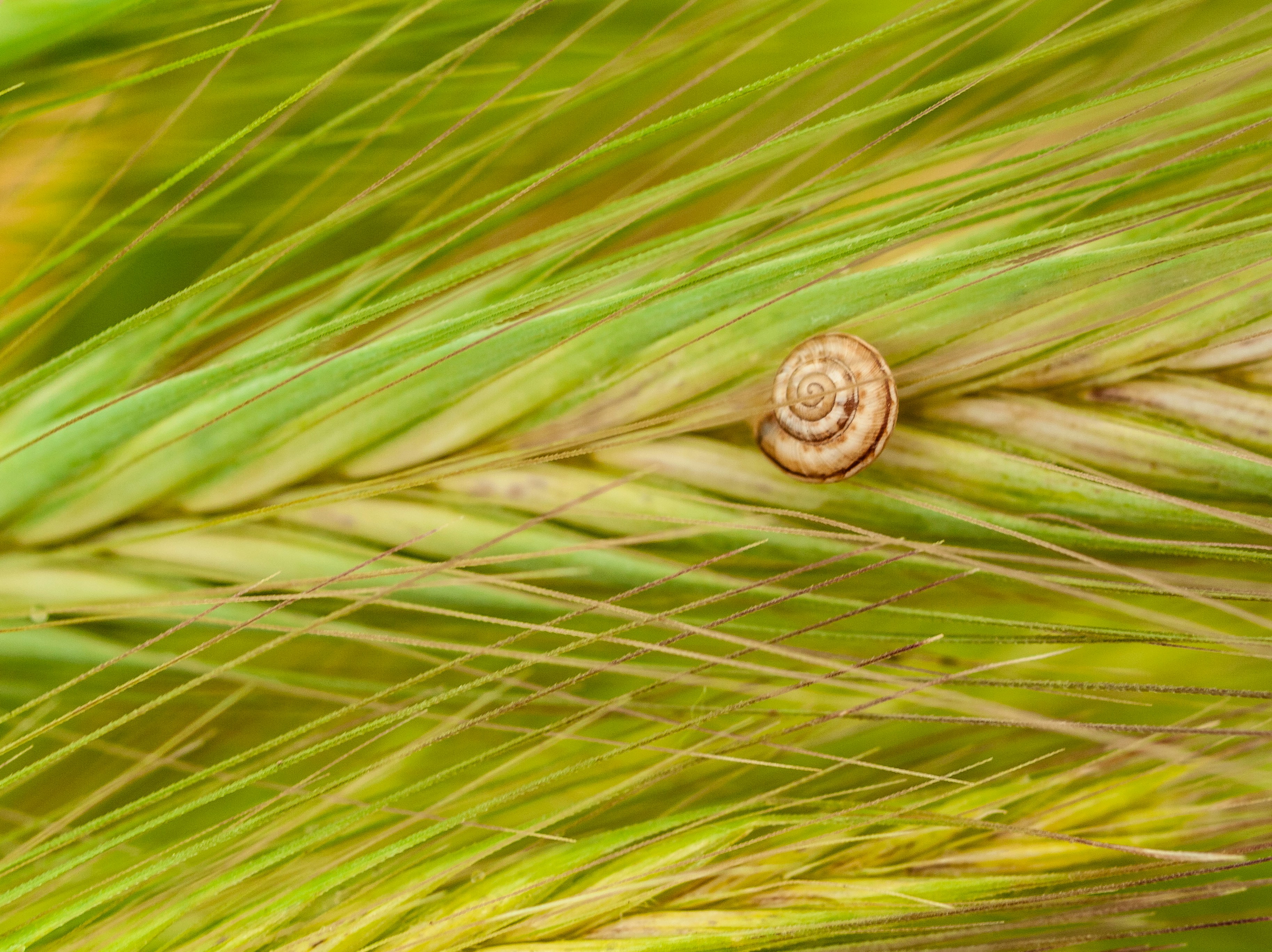 A small snail nestled among vibrant green grasses, showcasing the delicate interplay of nature. The intricate details of the snail's shell contrast beautifully with the surrounding flora.