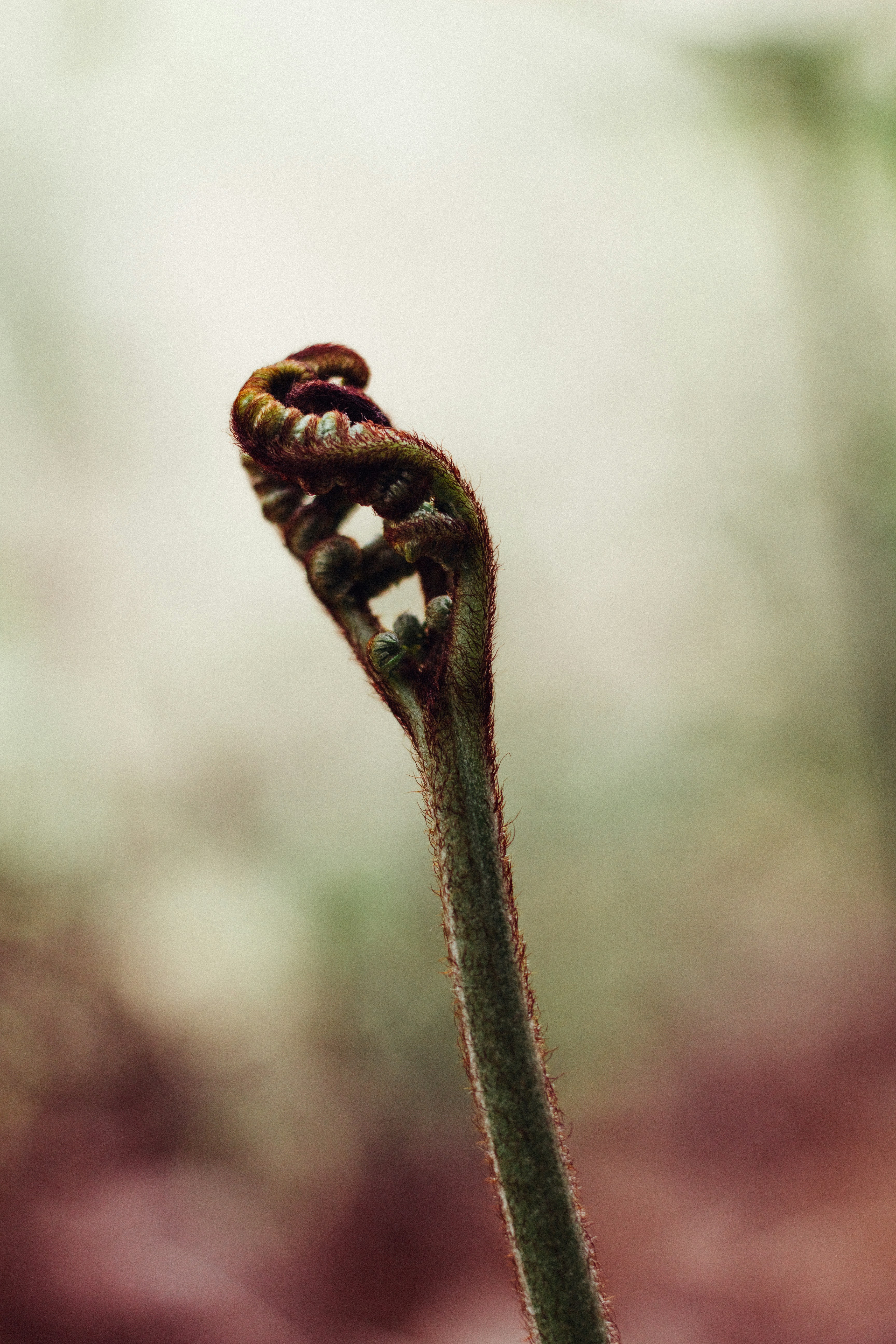 Nature's Intricate Spiral: The Unfolding Fern