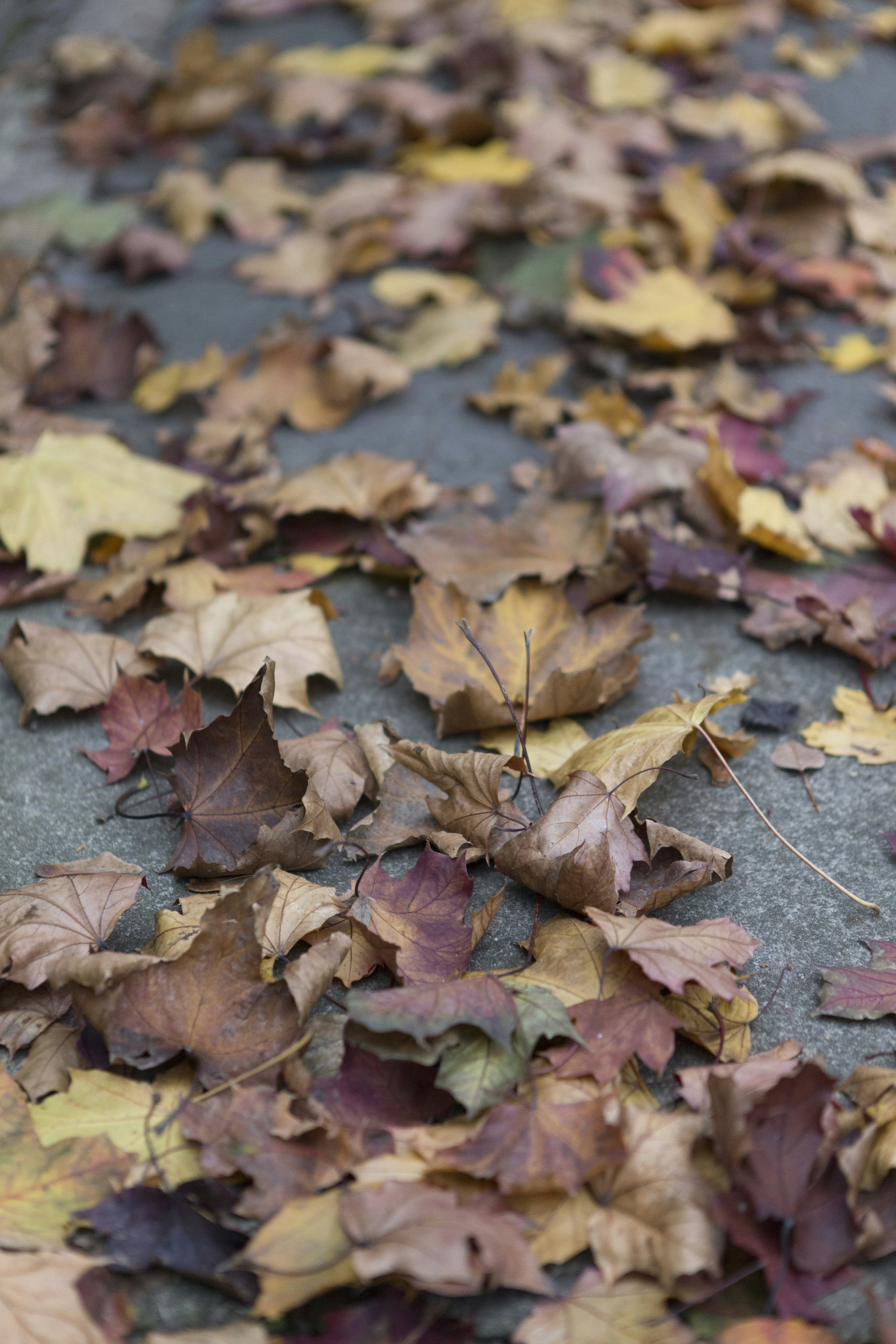 Feuilles d’érable brunes photo – Photo Plante Gratuite sur Unsplash