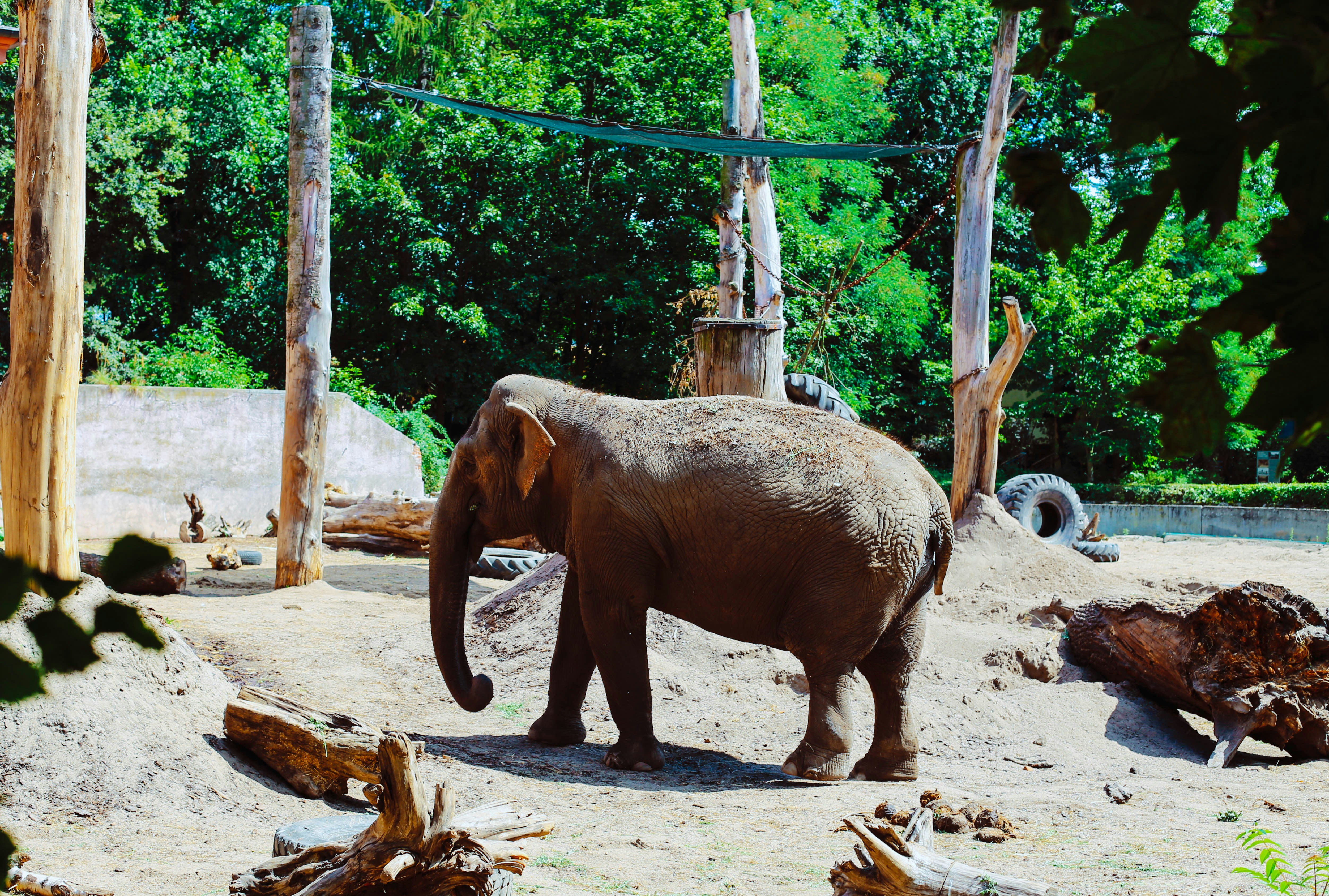 brown elephant
