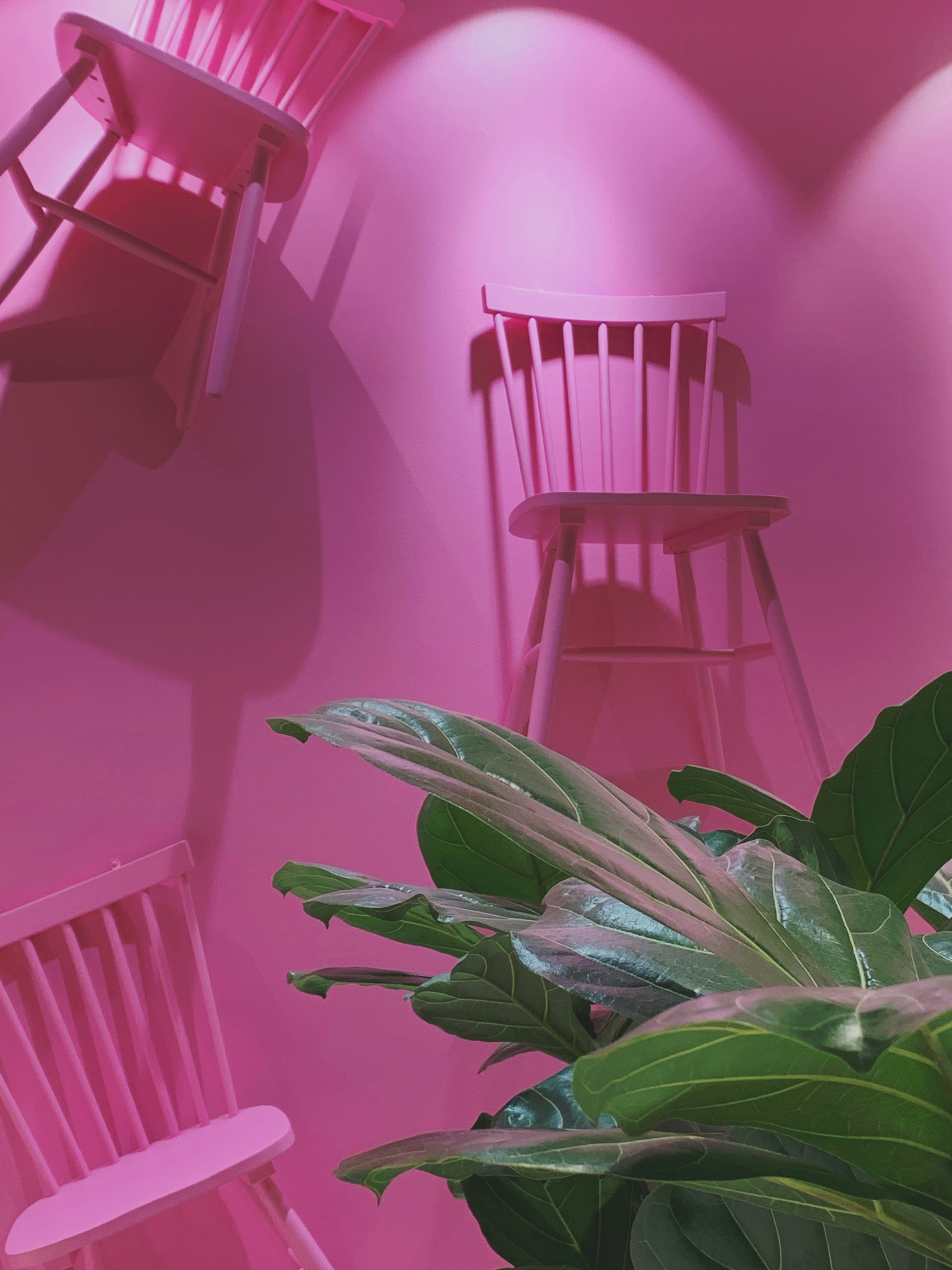 Chairs in a Pink-Folded Studio with Lush Green Foliage