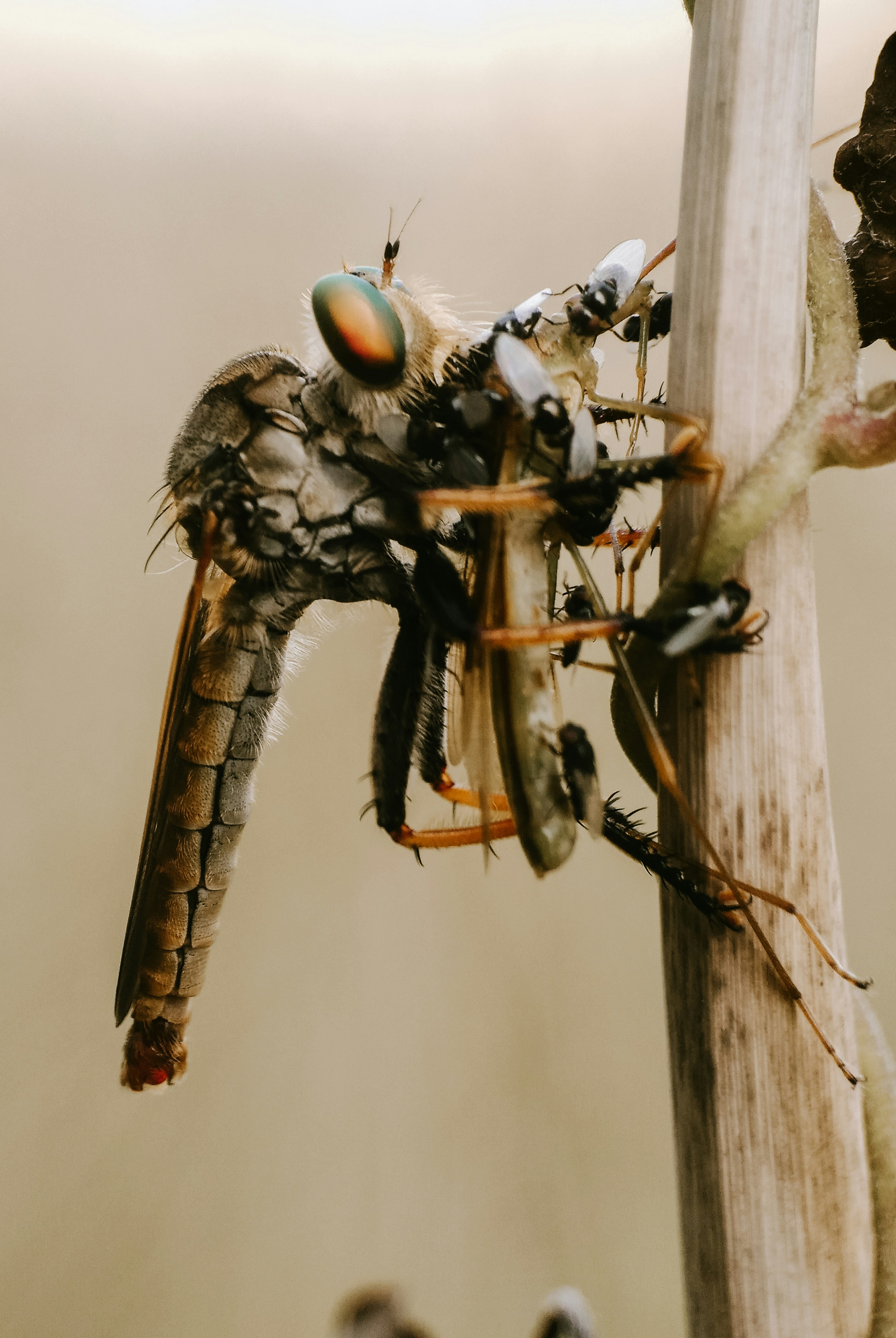 Brown dragon fly photo – Free Animal Image on Unsplash