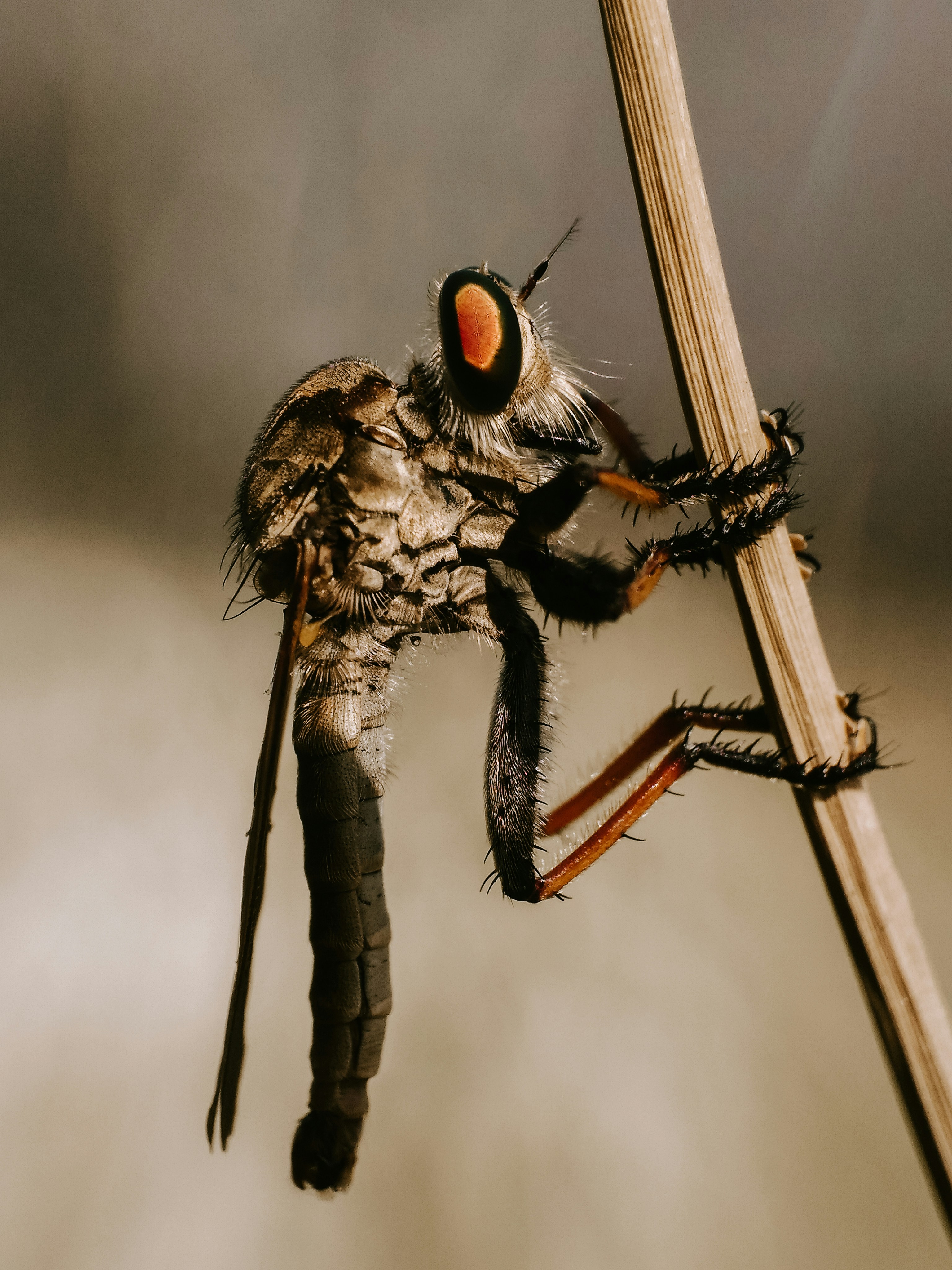 Close-up of a striking insect perched on a slender twig, showcasing its vibrant eyes and detailed body structure.
