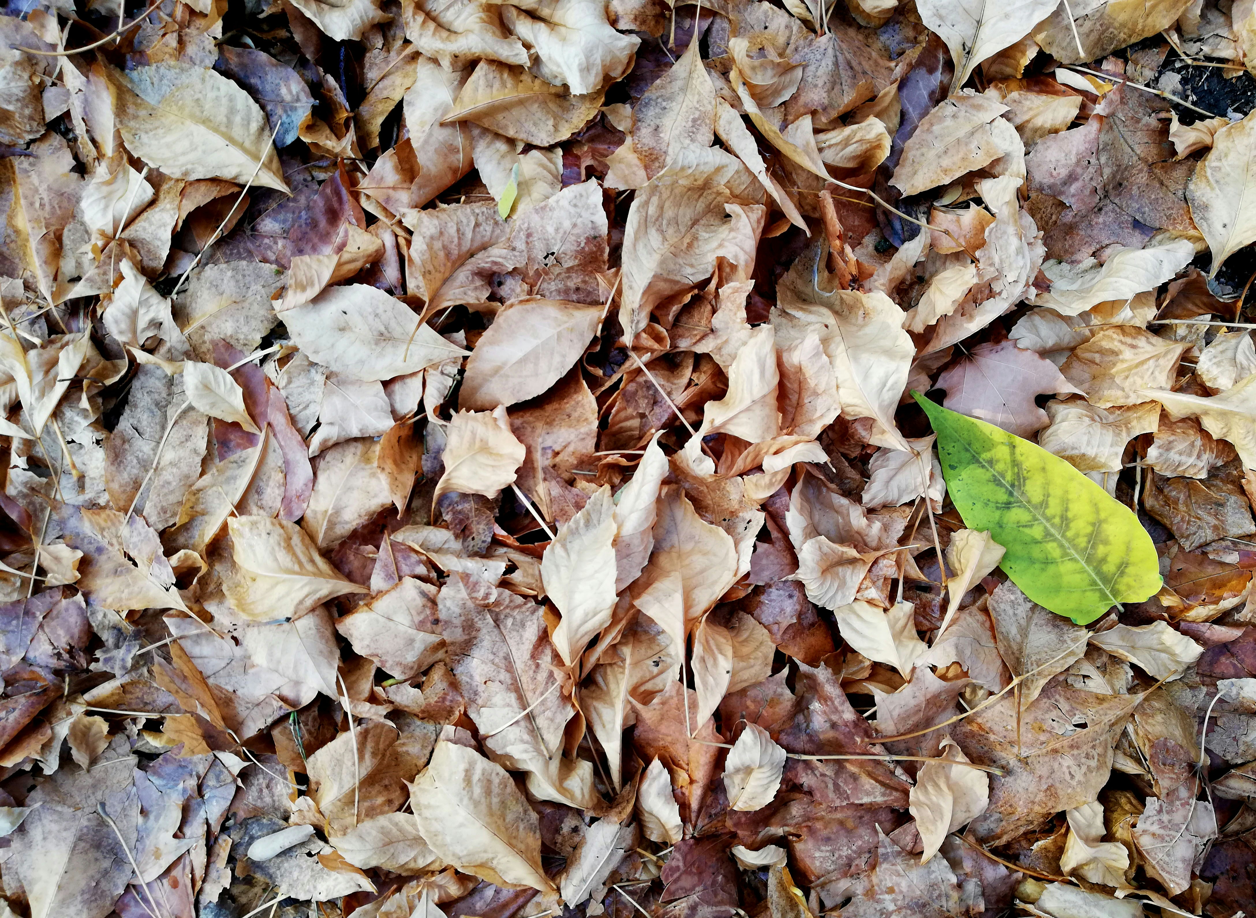 A carpet of dried leaves in various shades of brown, with a single vibrant green leaf standing out among the earthy tones.