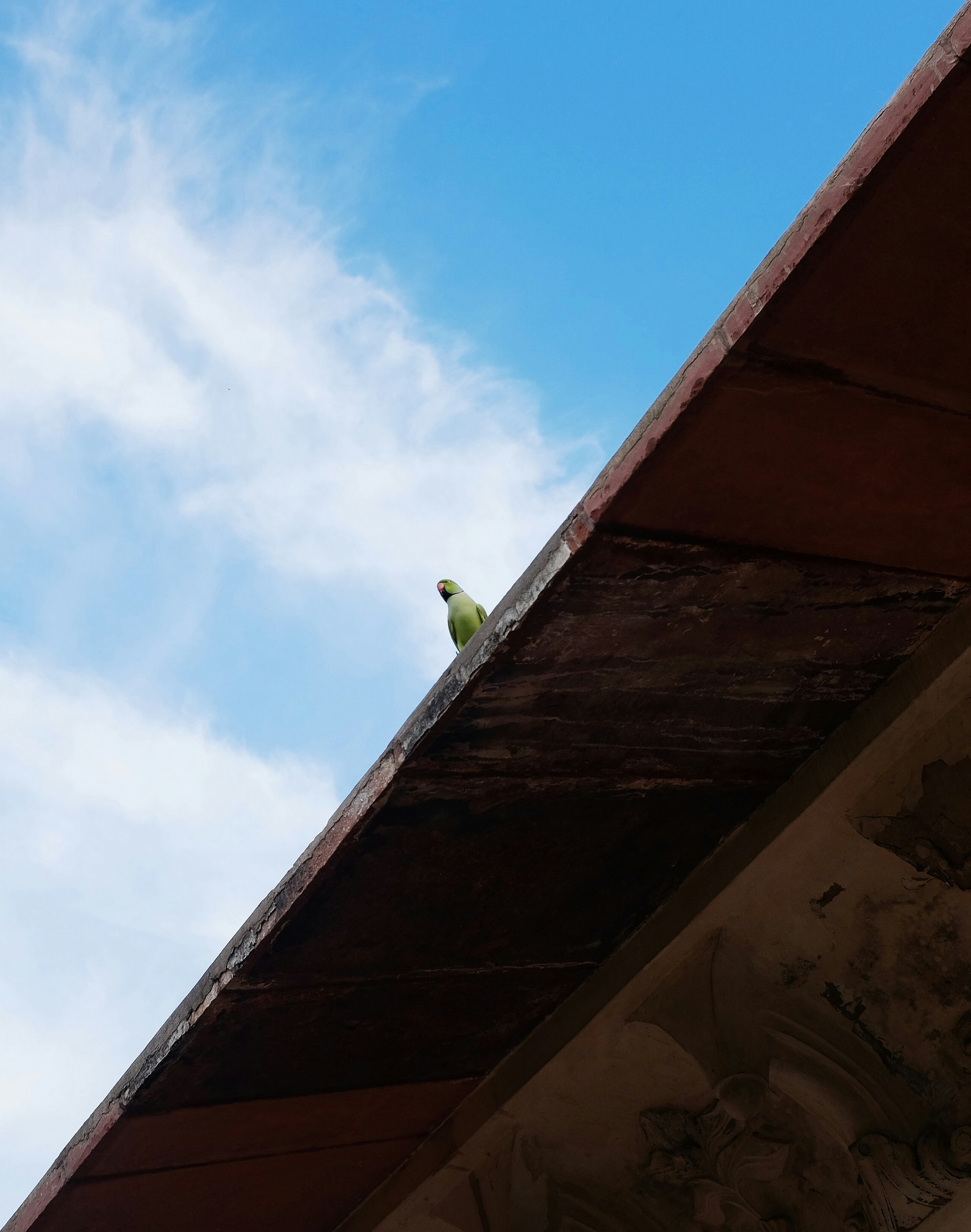 green bird perch on roof