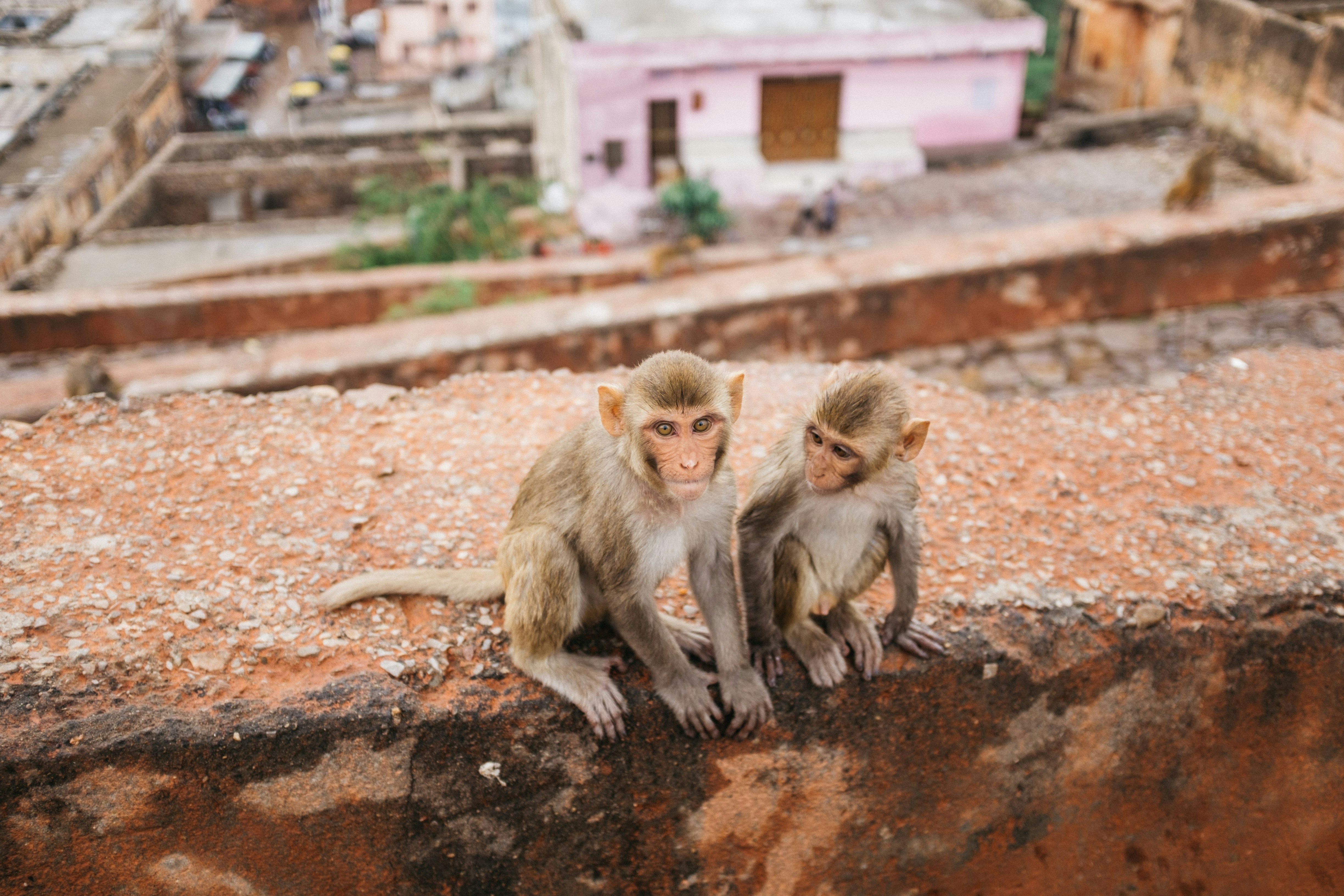 Rooftop Rendezvous: Curious Monkeys Over a Pink-Walled Village
