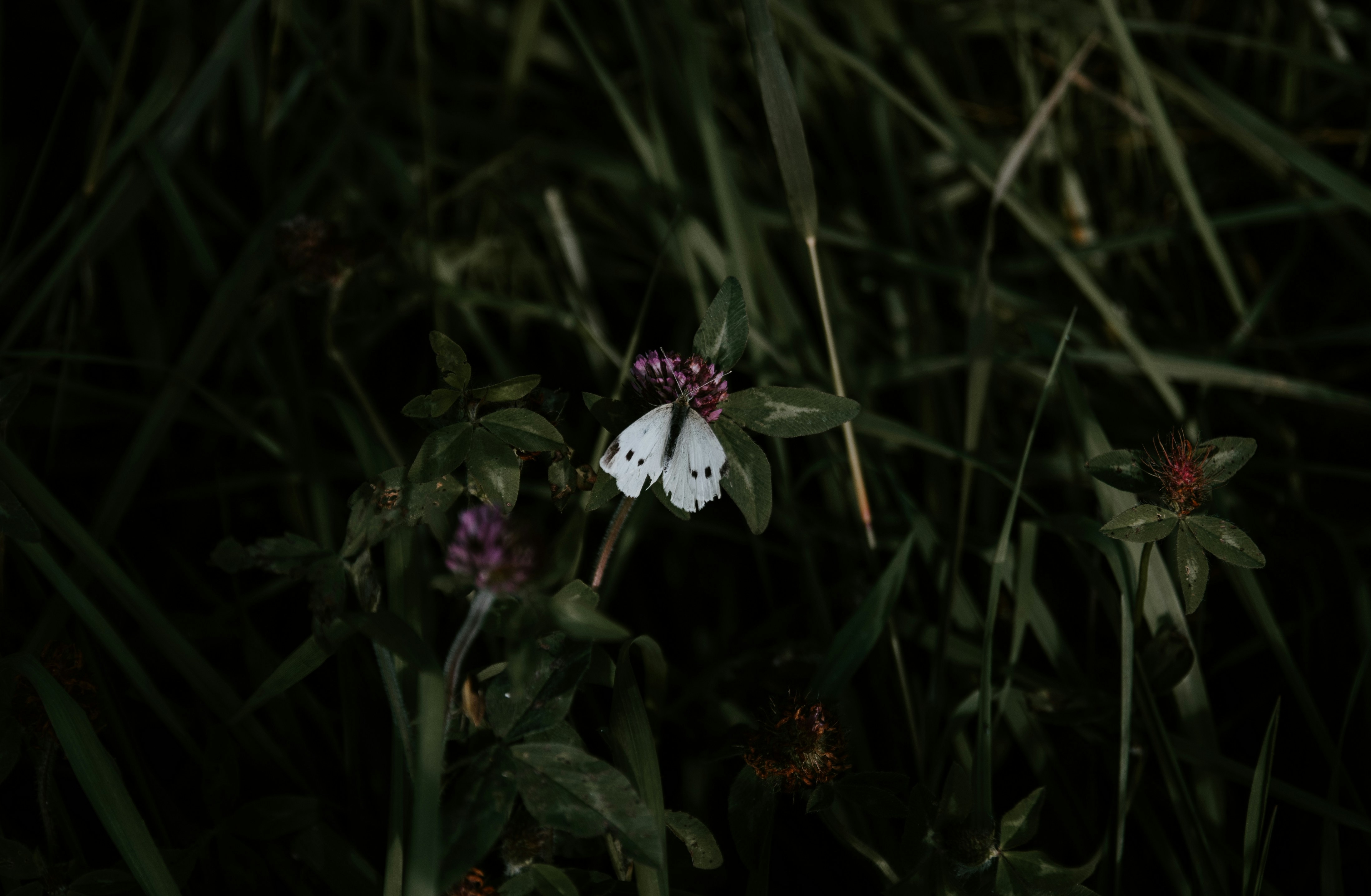 Delicate white butterfly perched on vibrant purple flowers amidst lush green grass. The interplay of light and shadow enhances the serene atmosphere.