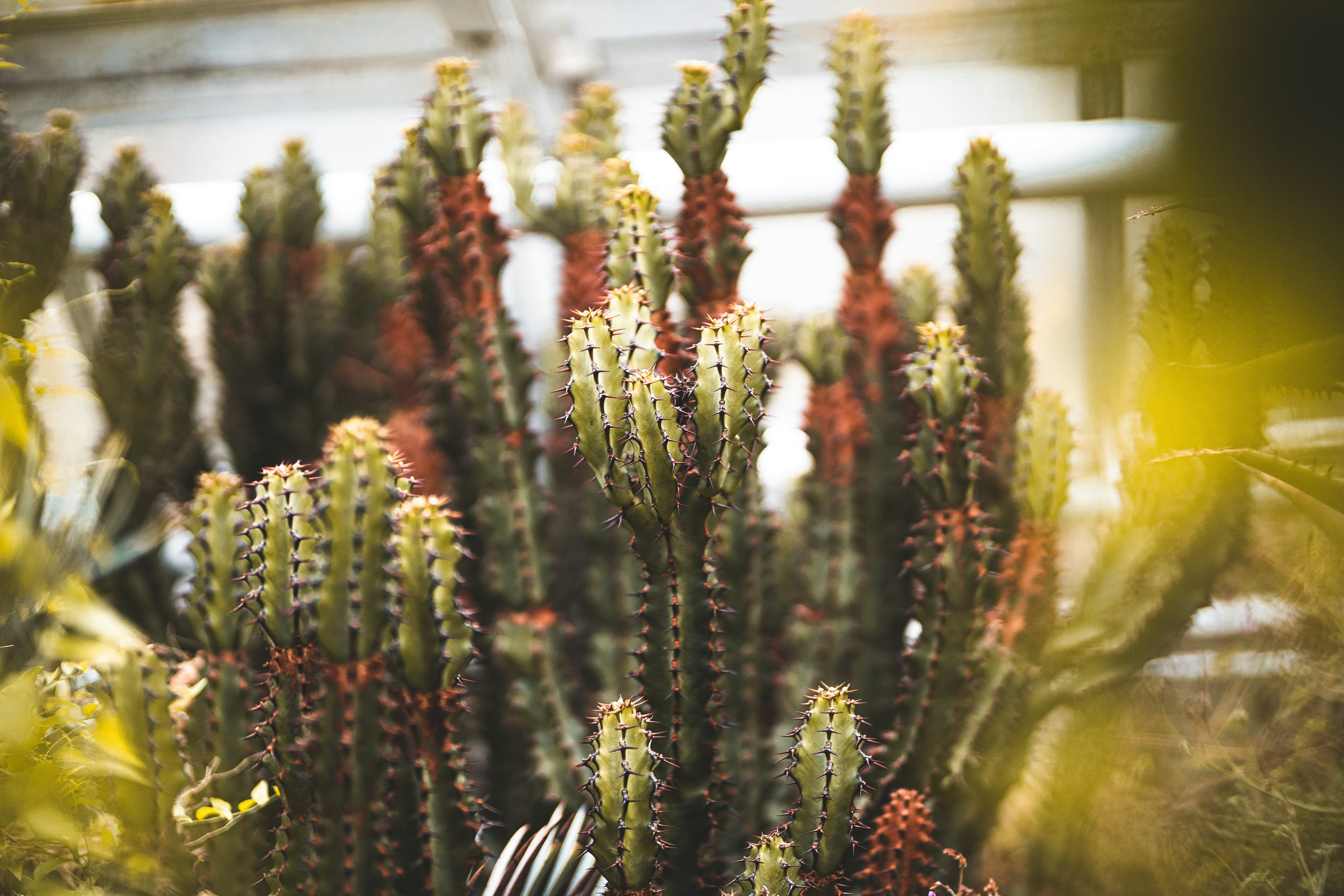 Amber Haze over a Spine-Cluster in a Glasshouse