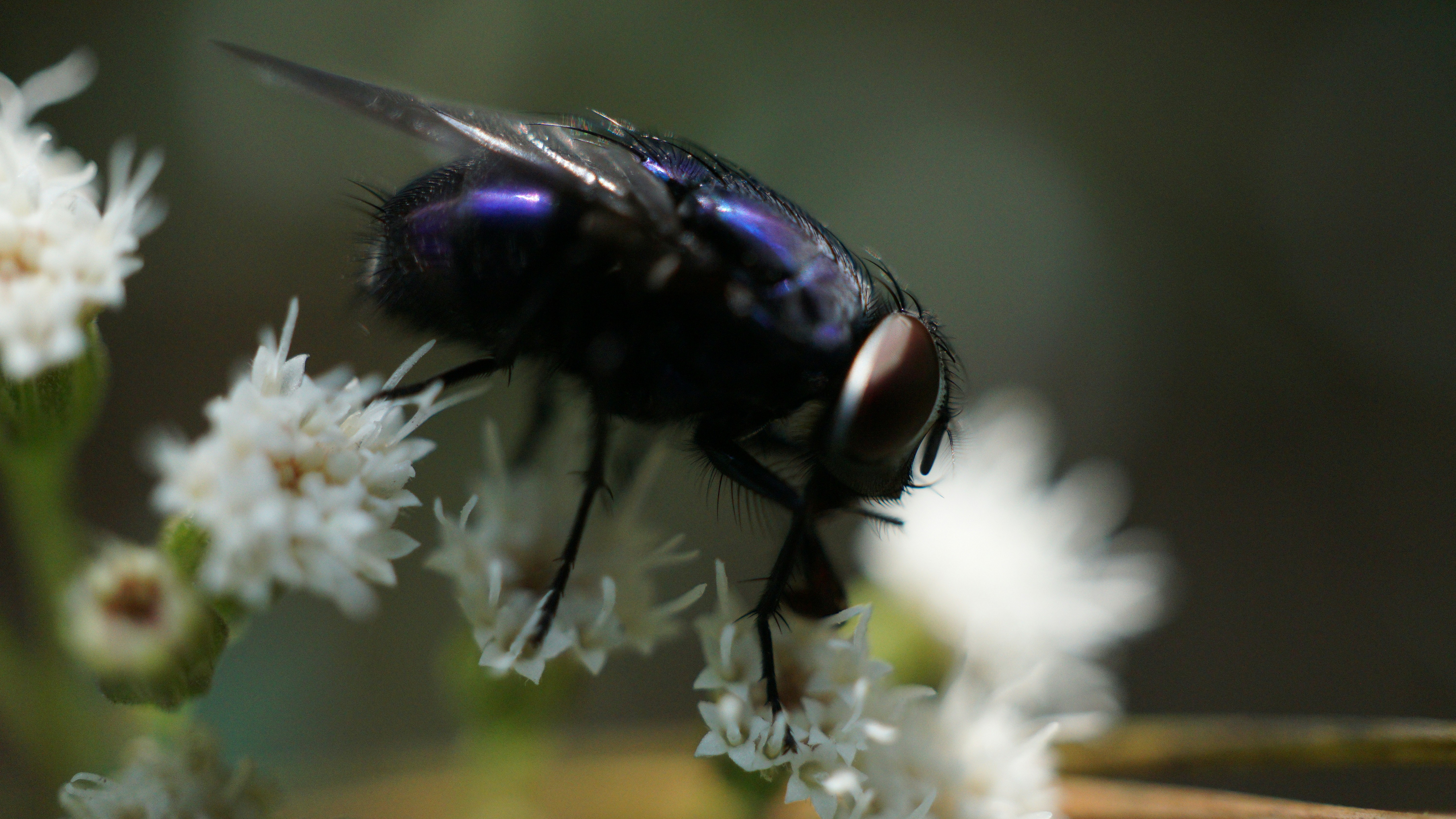 Intricate Dance of Nature's Pollinator