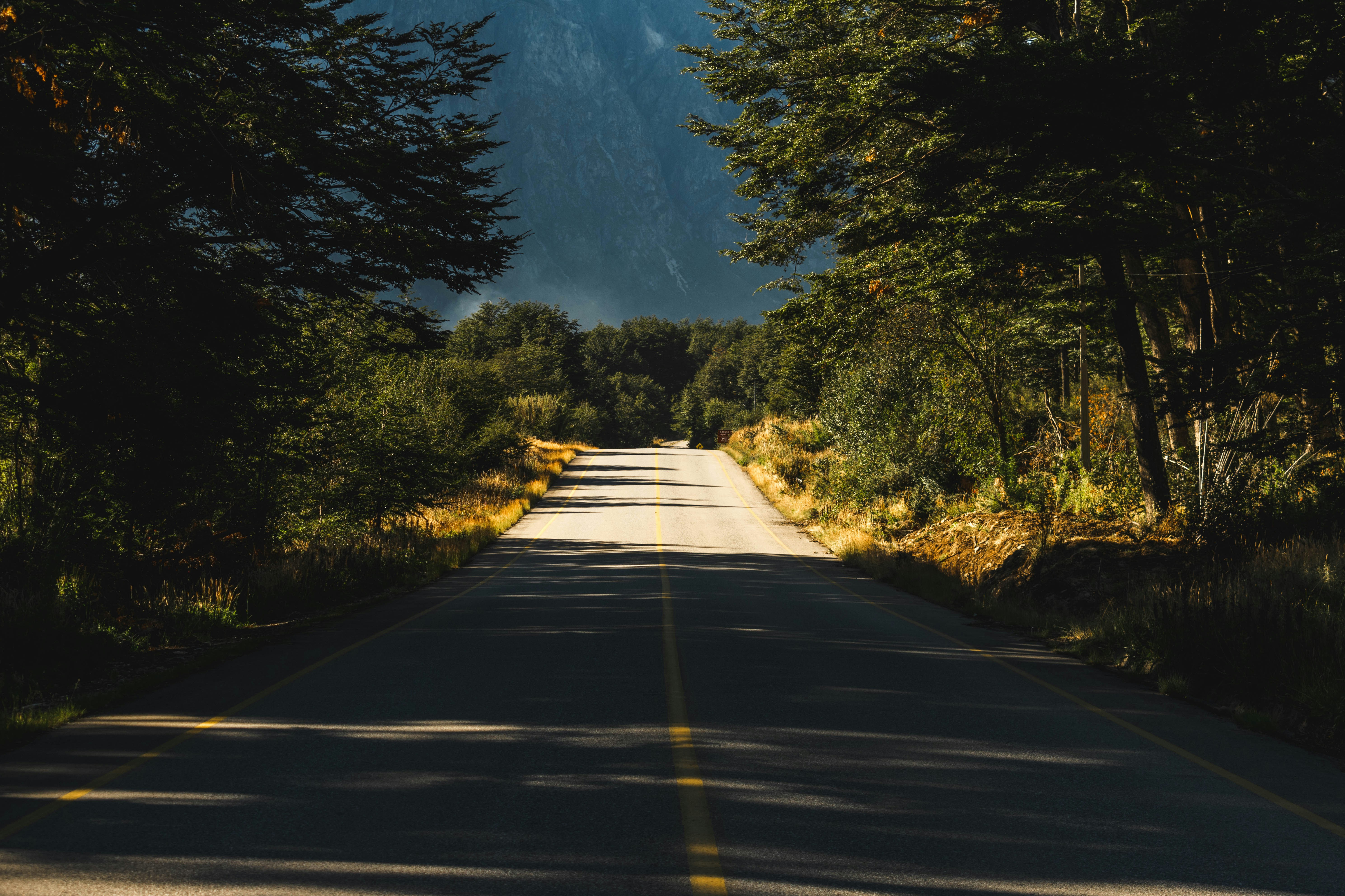 Trees near road photo – Free Coyhaique Image on Unsplash