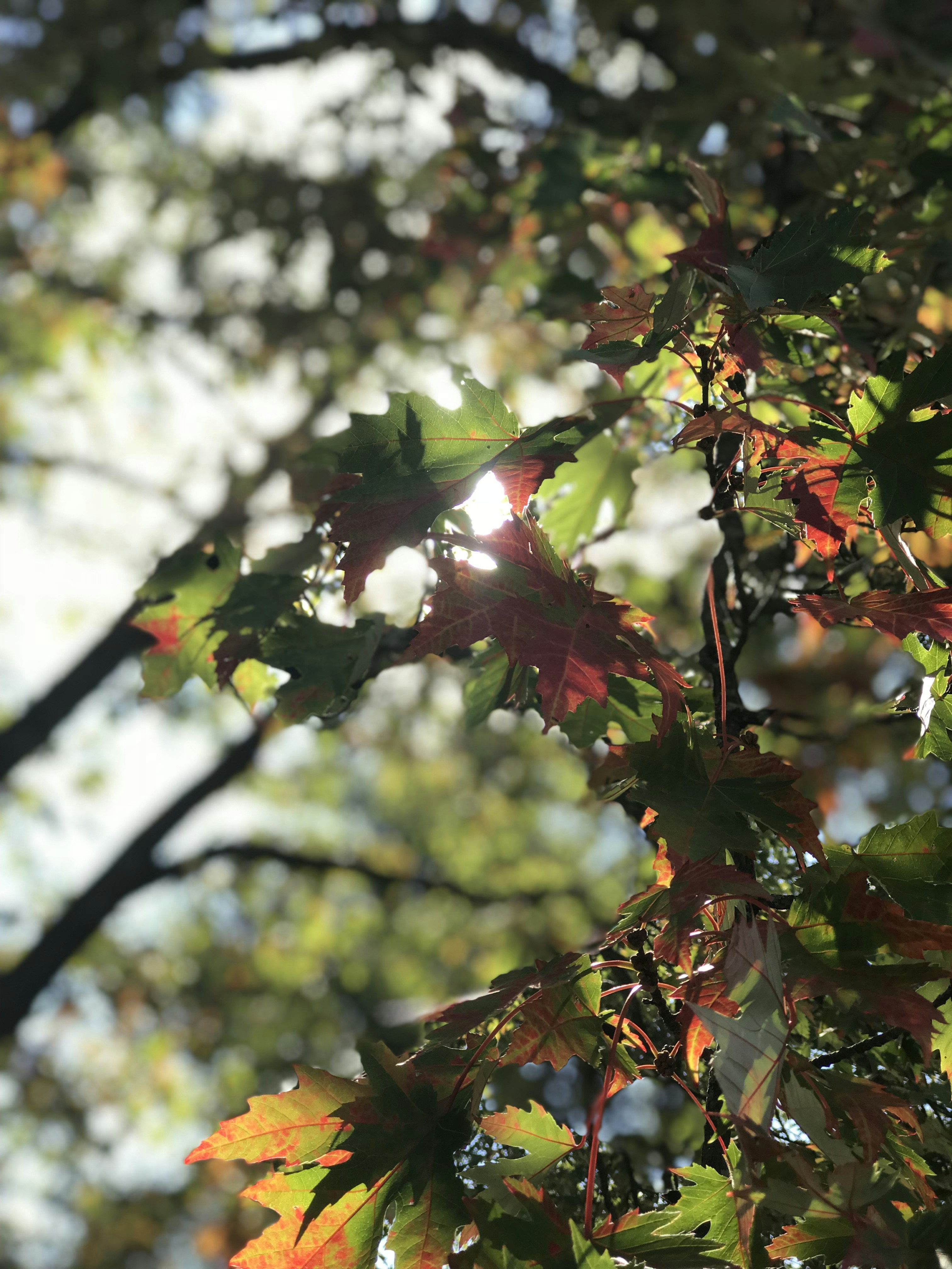Sunlit Maple Veil: Autumn Light Through Thin Foliage