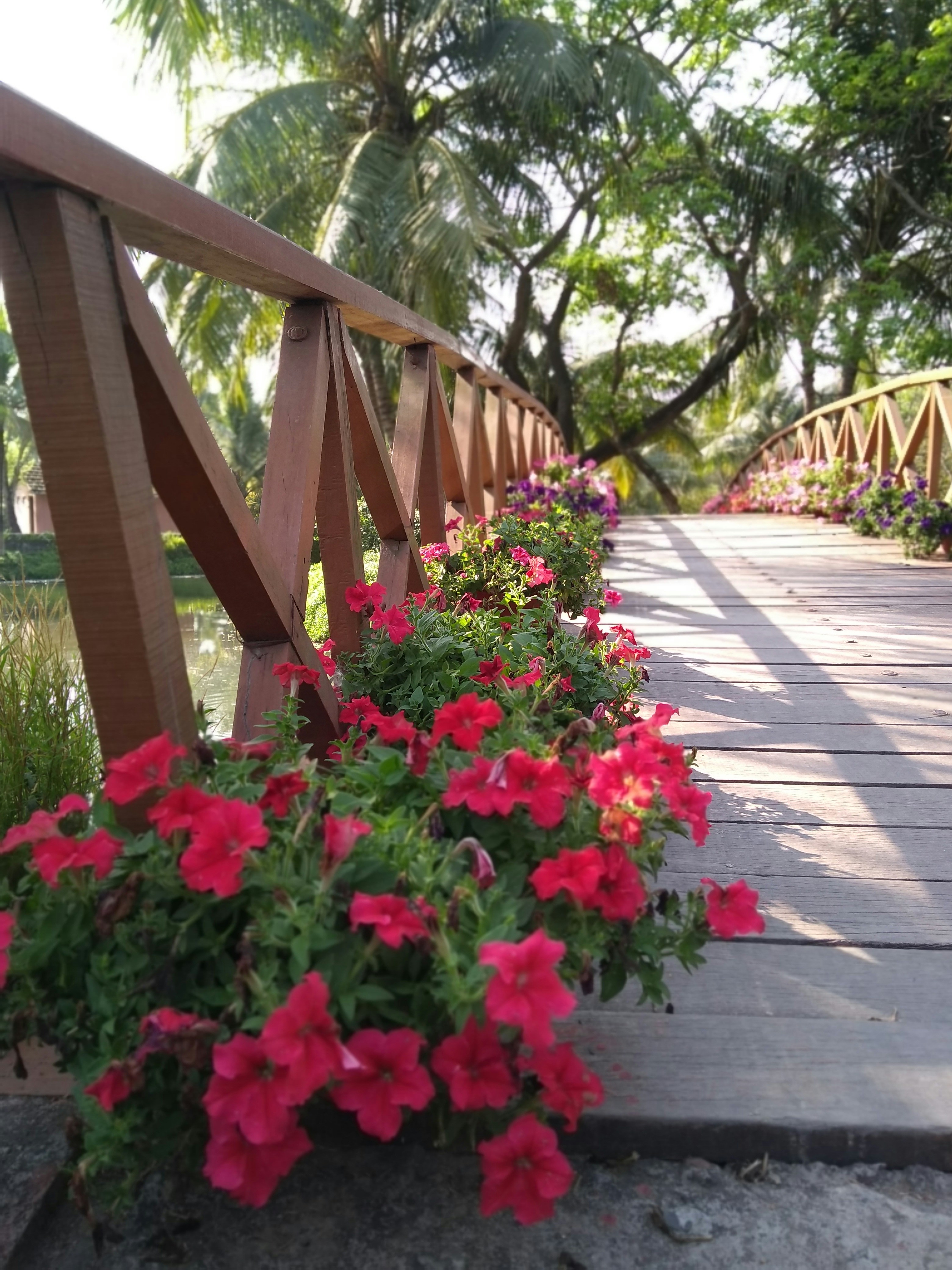 Blooms Along a Sunset-Soft Path