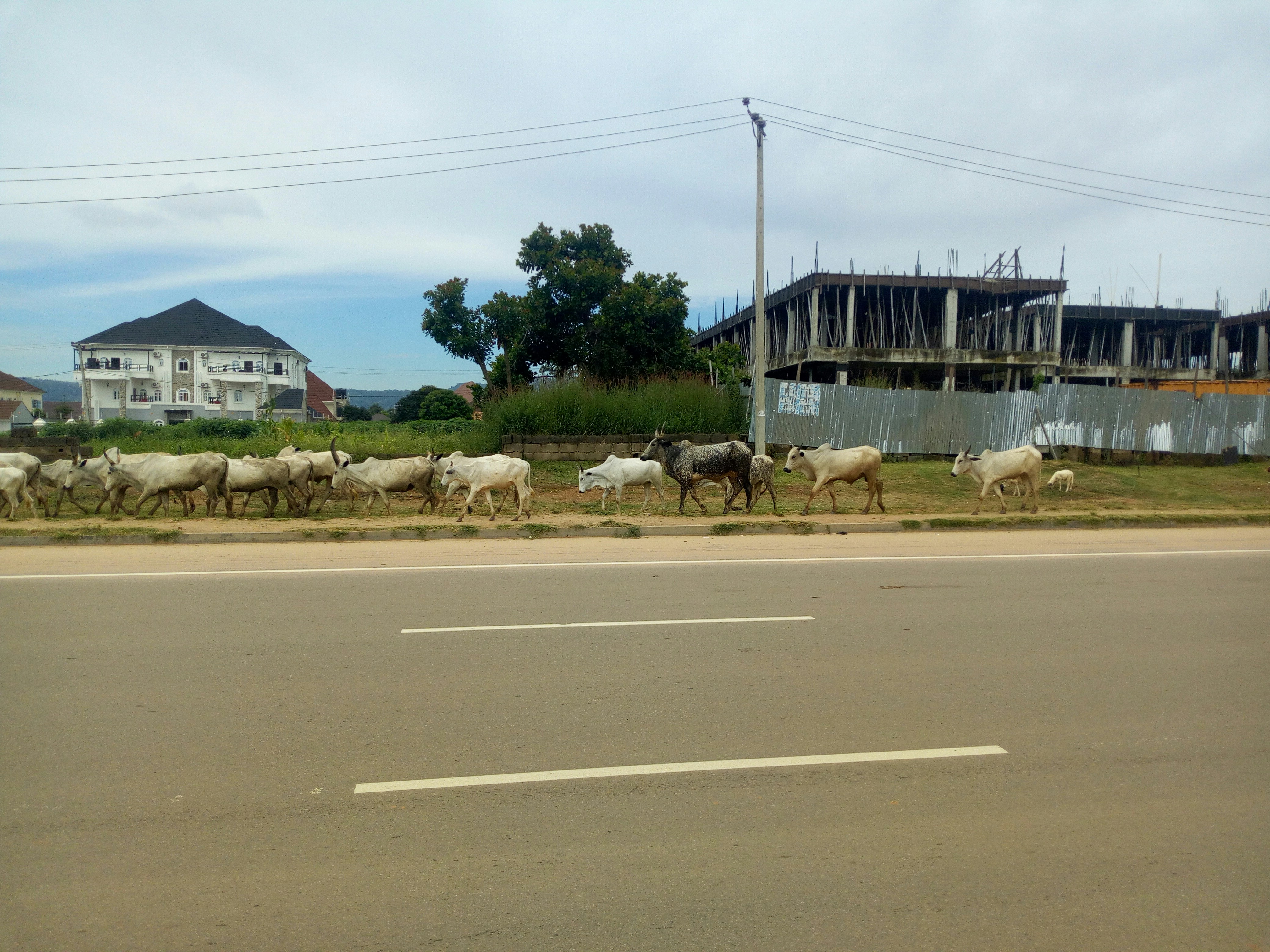 Urban Serenity: Cattle Grazing Amidst Construction