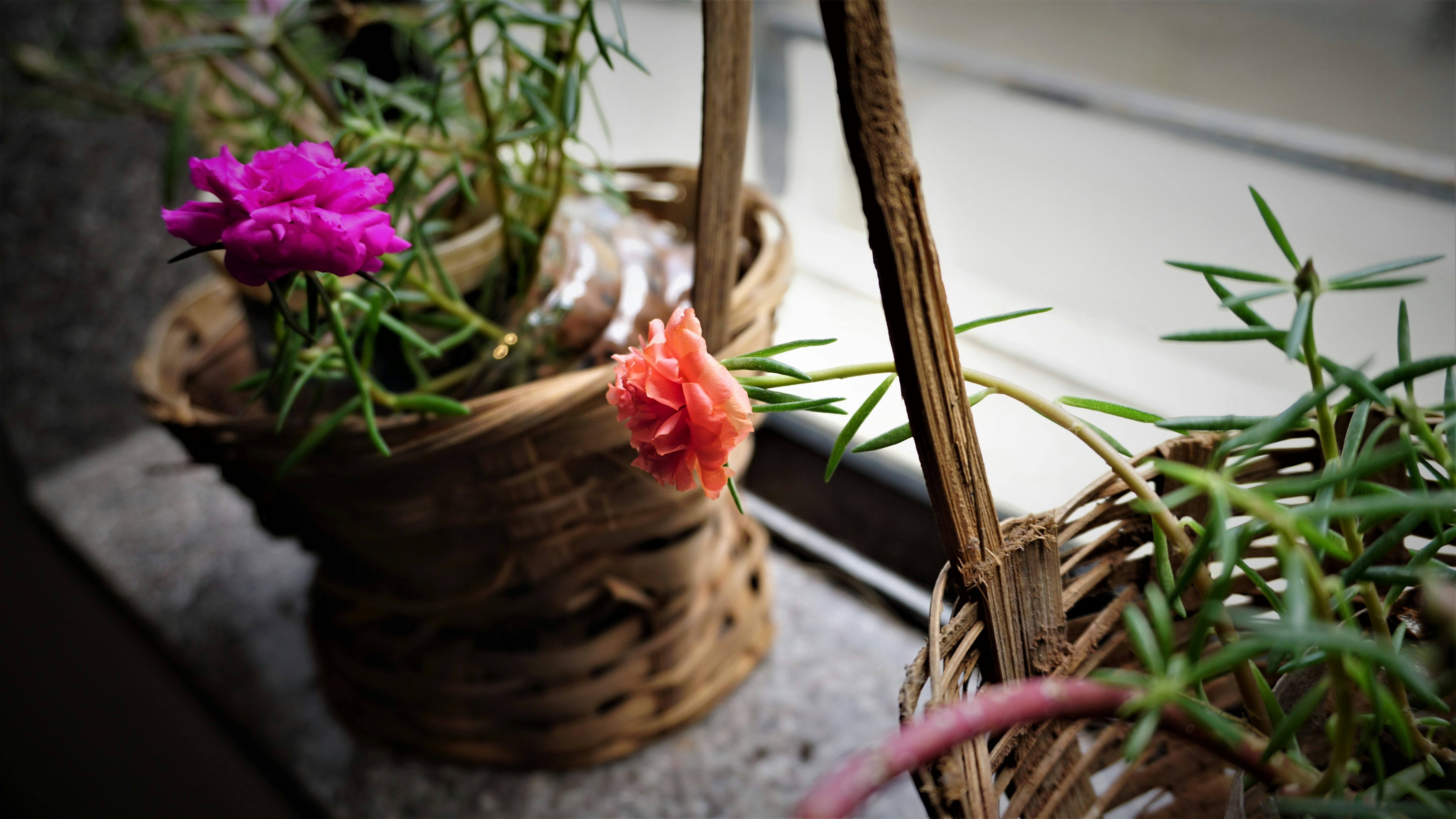 Vibrant flowers nestled in rustic wicker baskets by a sunlit window.