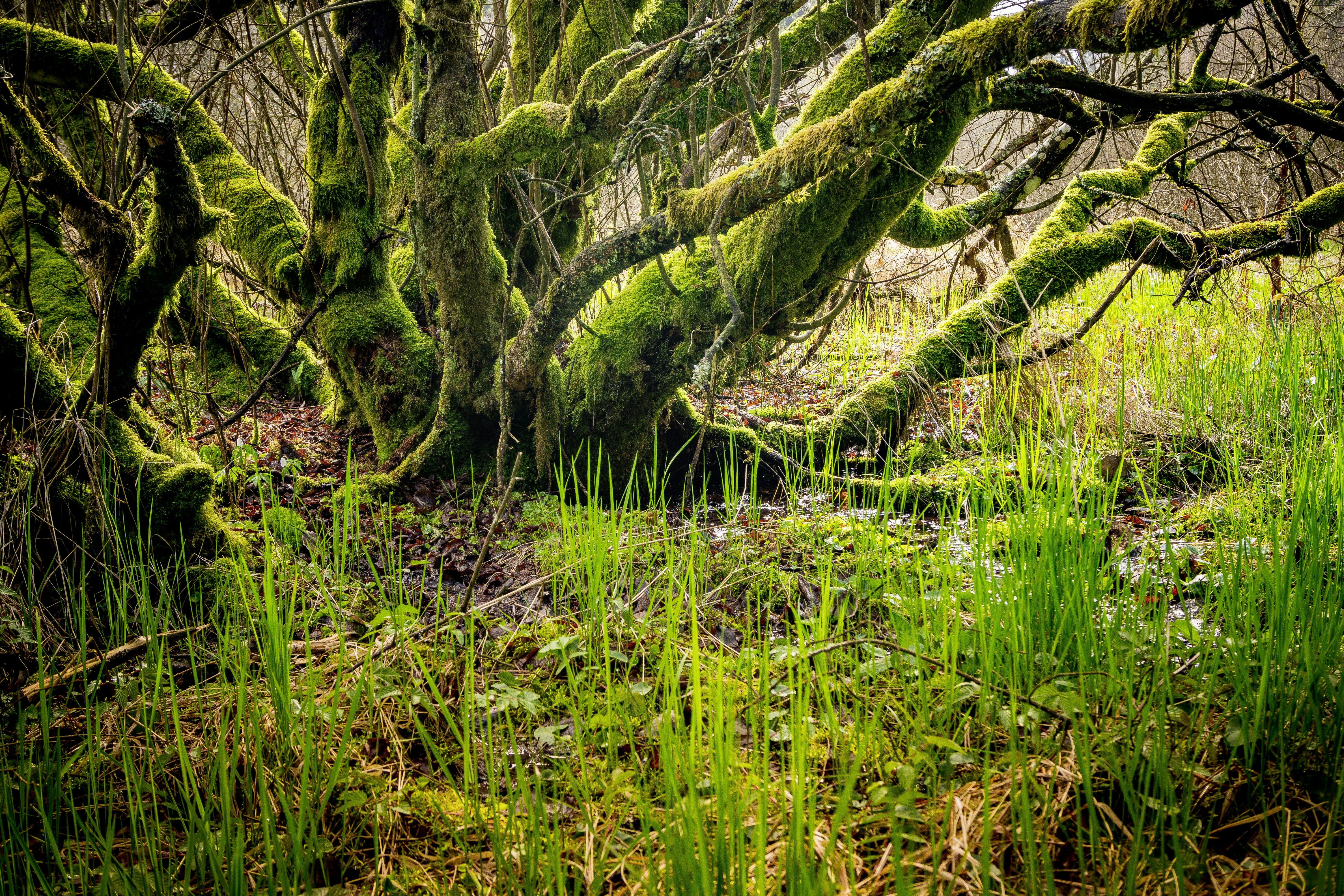 Mystic tree.
