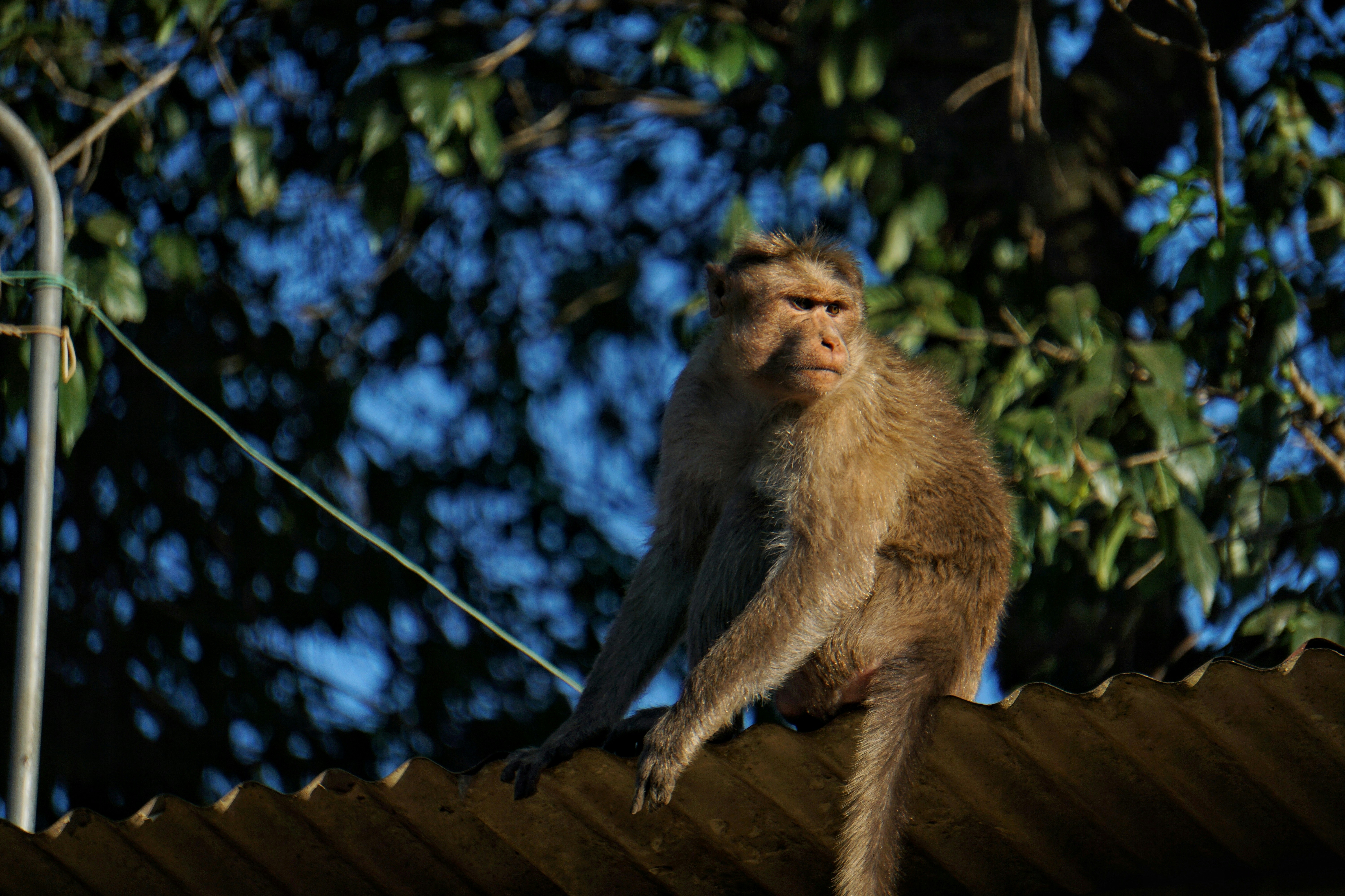 Monkey