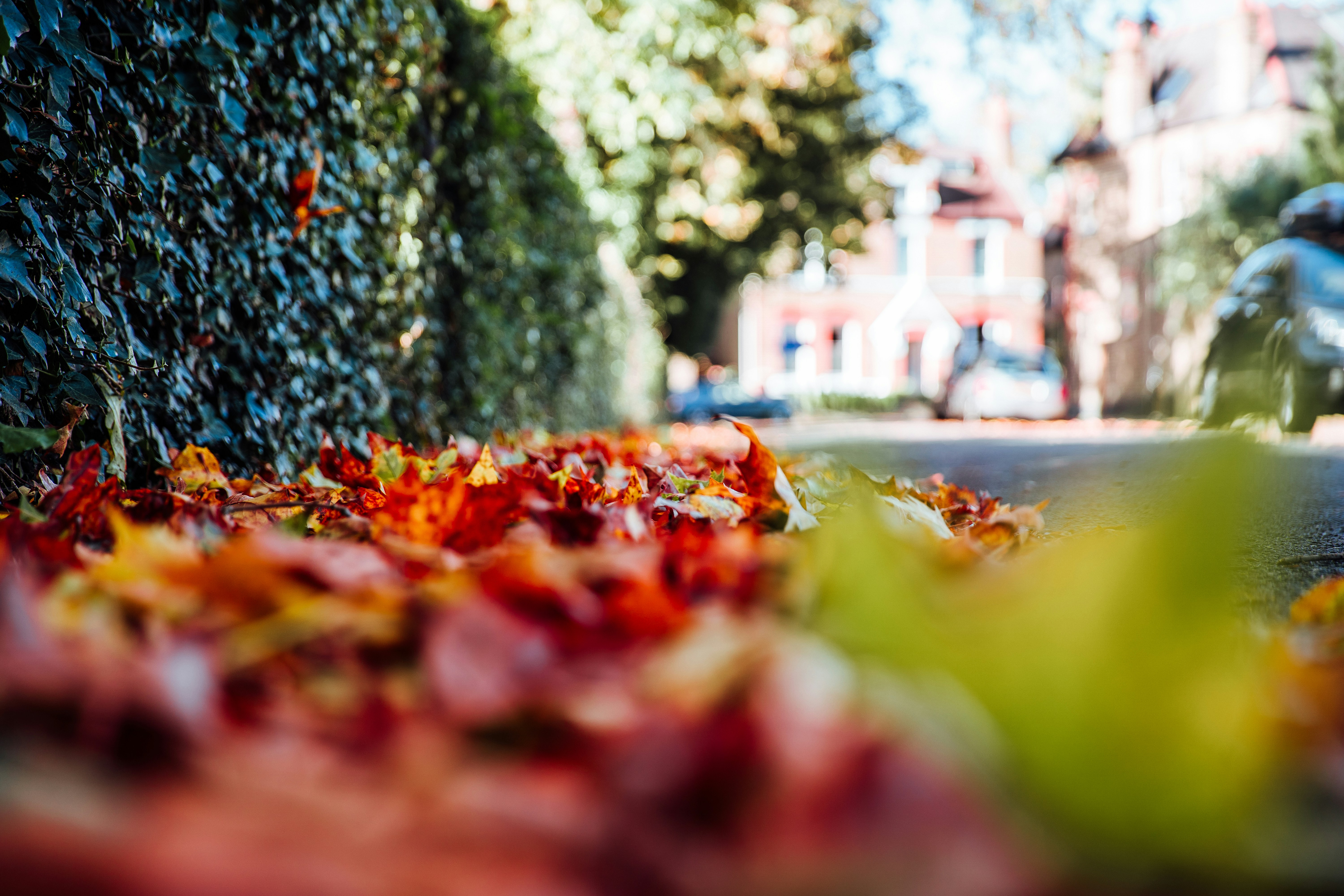Vibrant autumn leaves blanket a cobblestone path, framed by a lush hedge and glimpses of charming houses in the background.