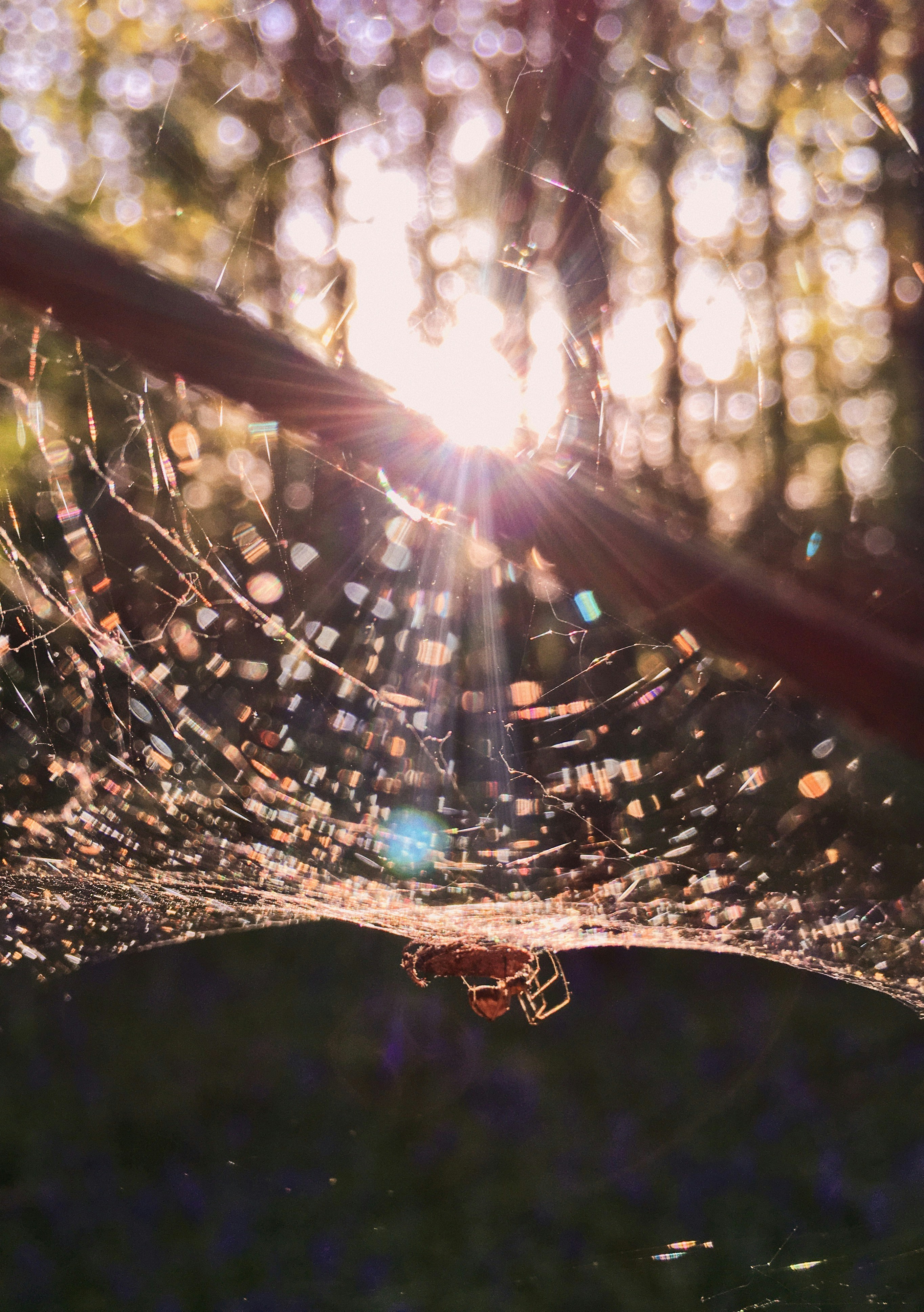 Sunburst Through a Dewy Spider Web in a Quiet Forest