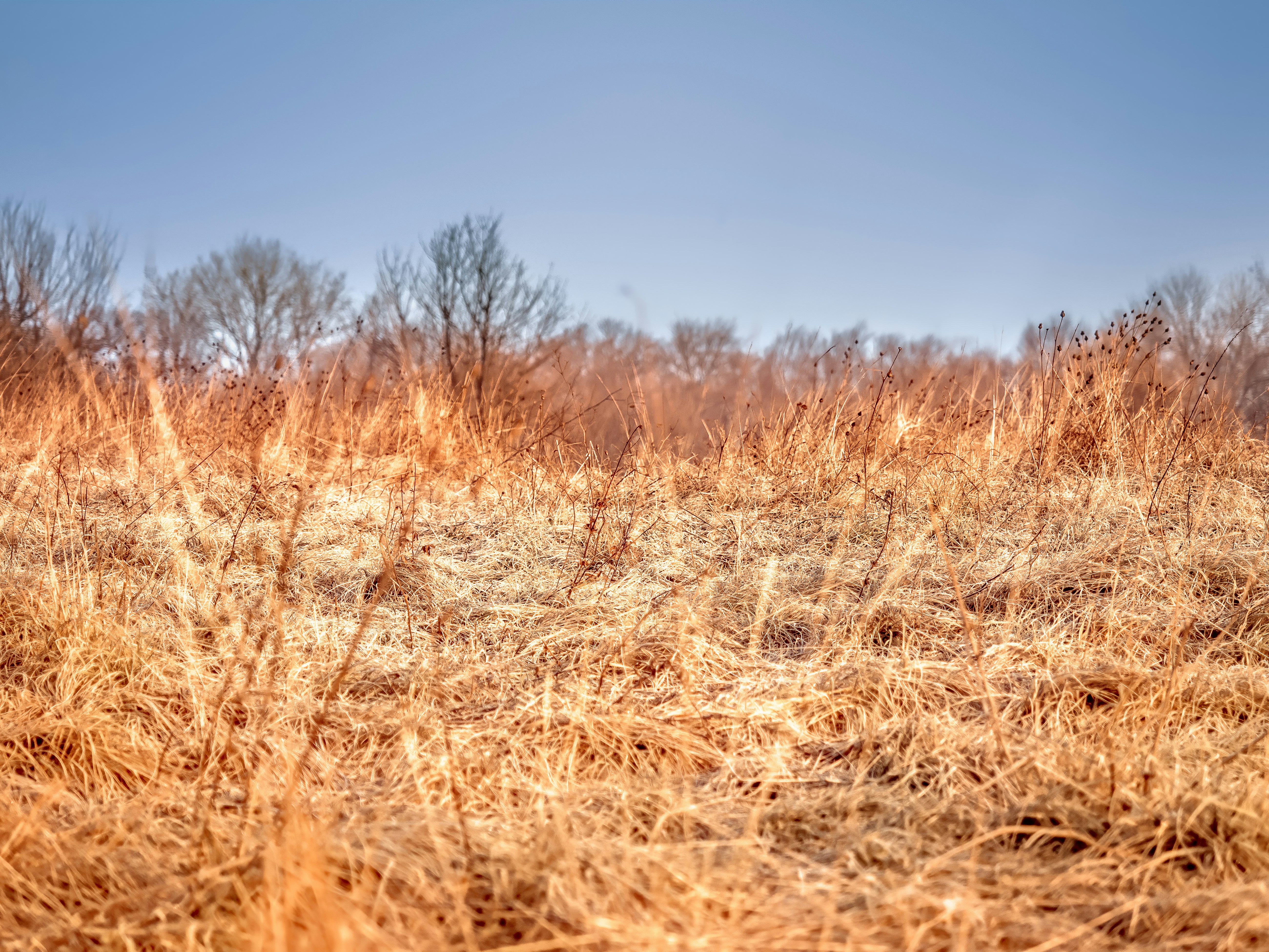 Dry Grass Pictures | Download Free Images on Unsplash