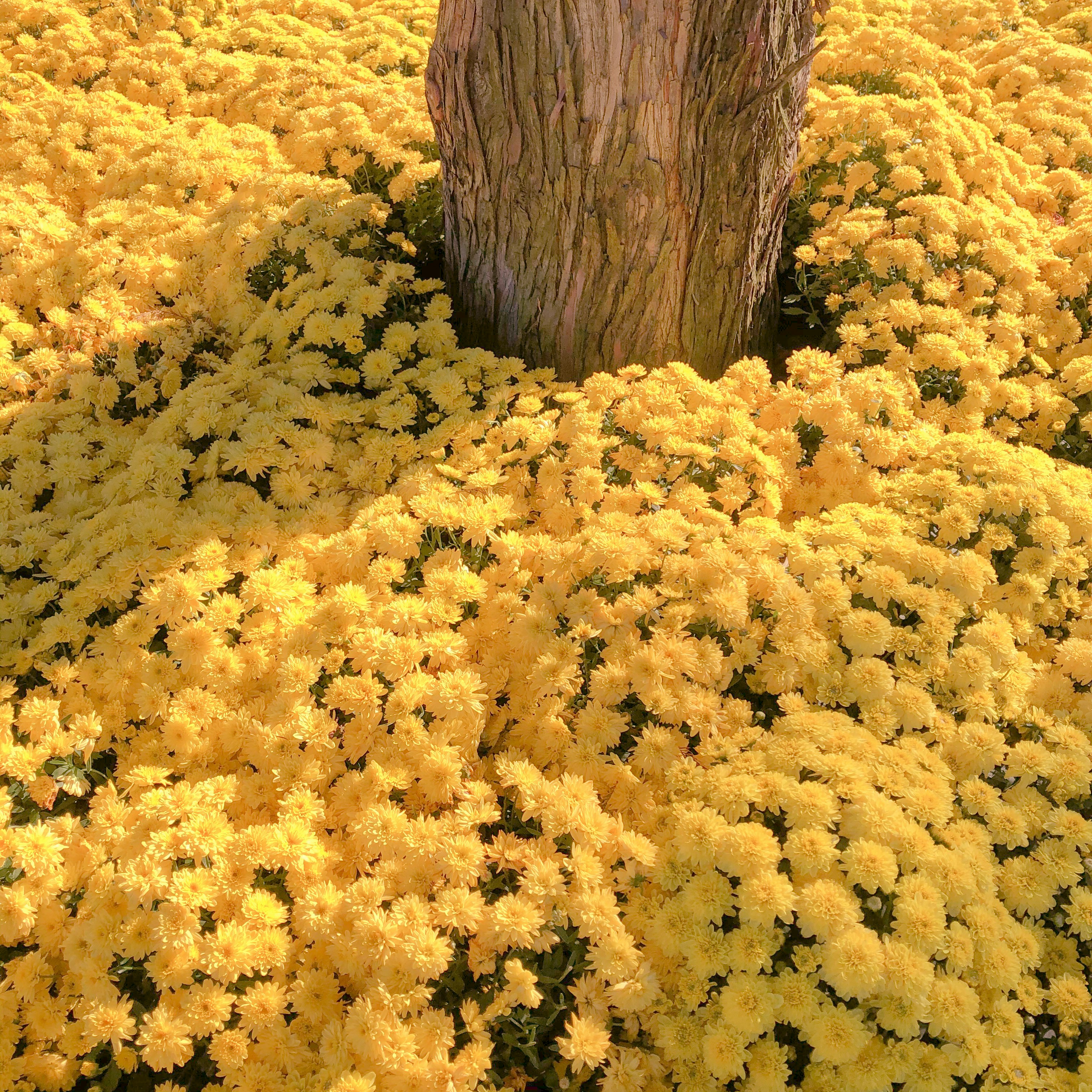 A textured tree trunk rises amidst a vibrant carpet of yellow flowers, creating a harmonious blend of nature's elements.